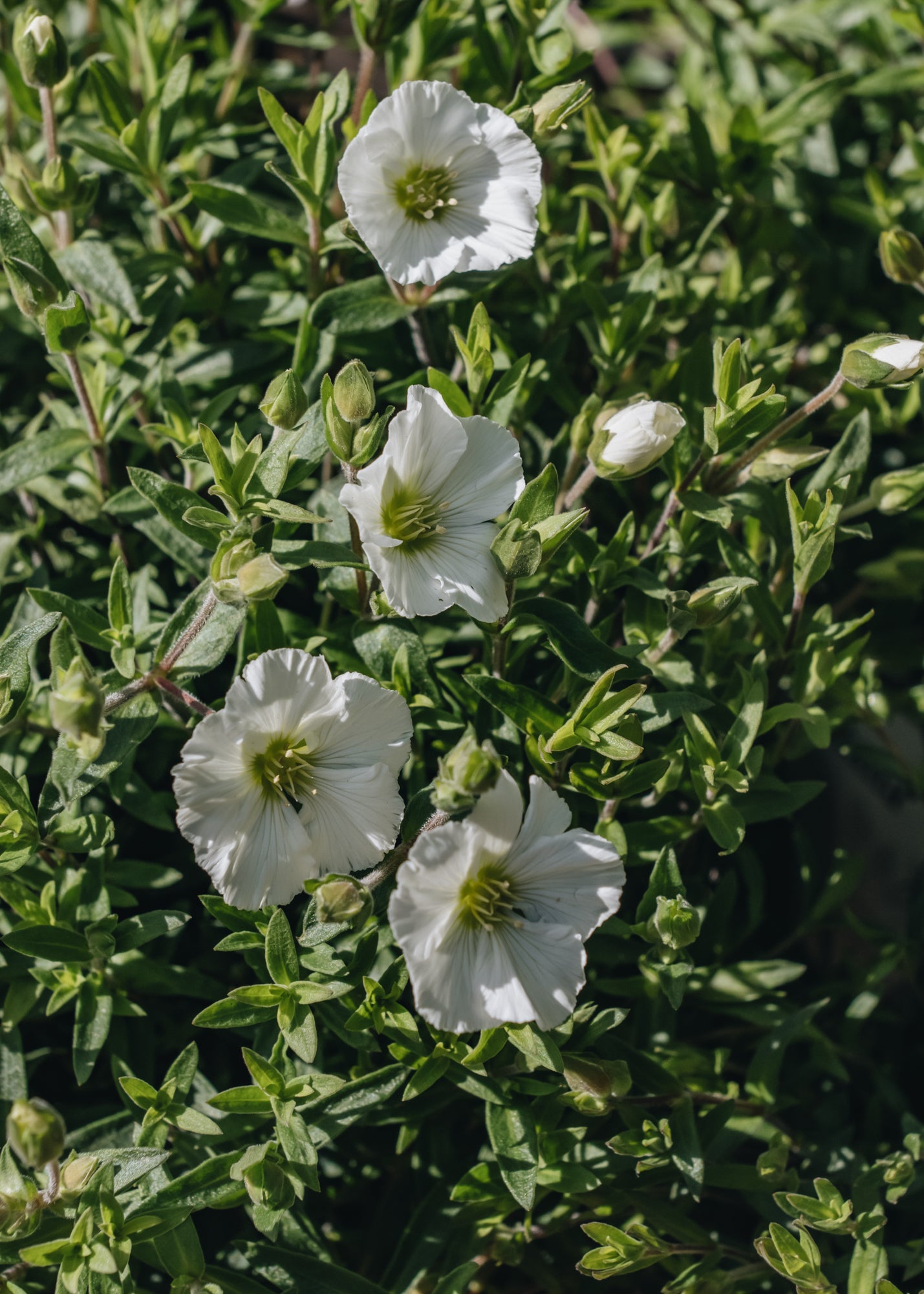 Arenaria montana | Burford Garden Co.
