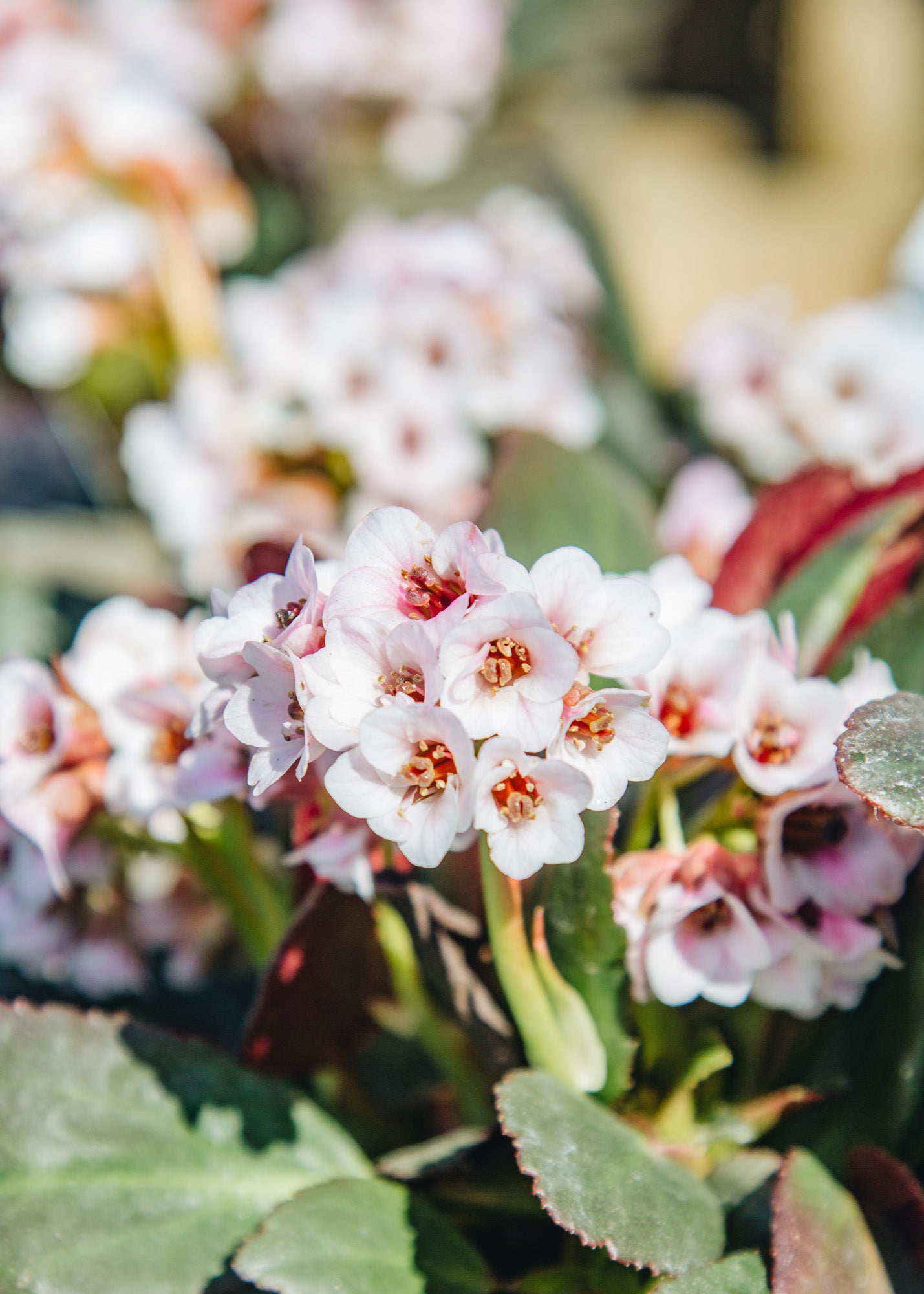 Bergenia Dragonfly Angel Kiss, 2/3L – Burford Garden Co.