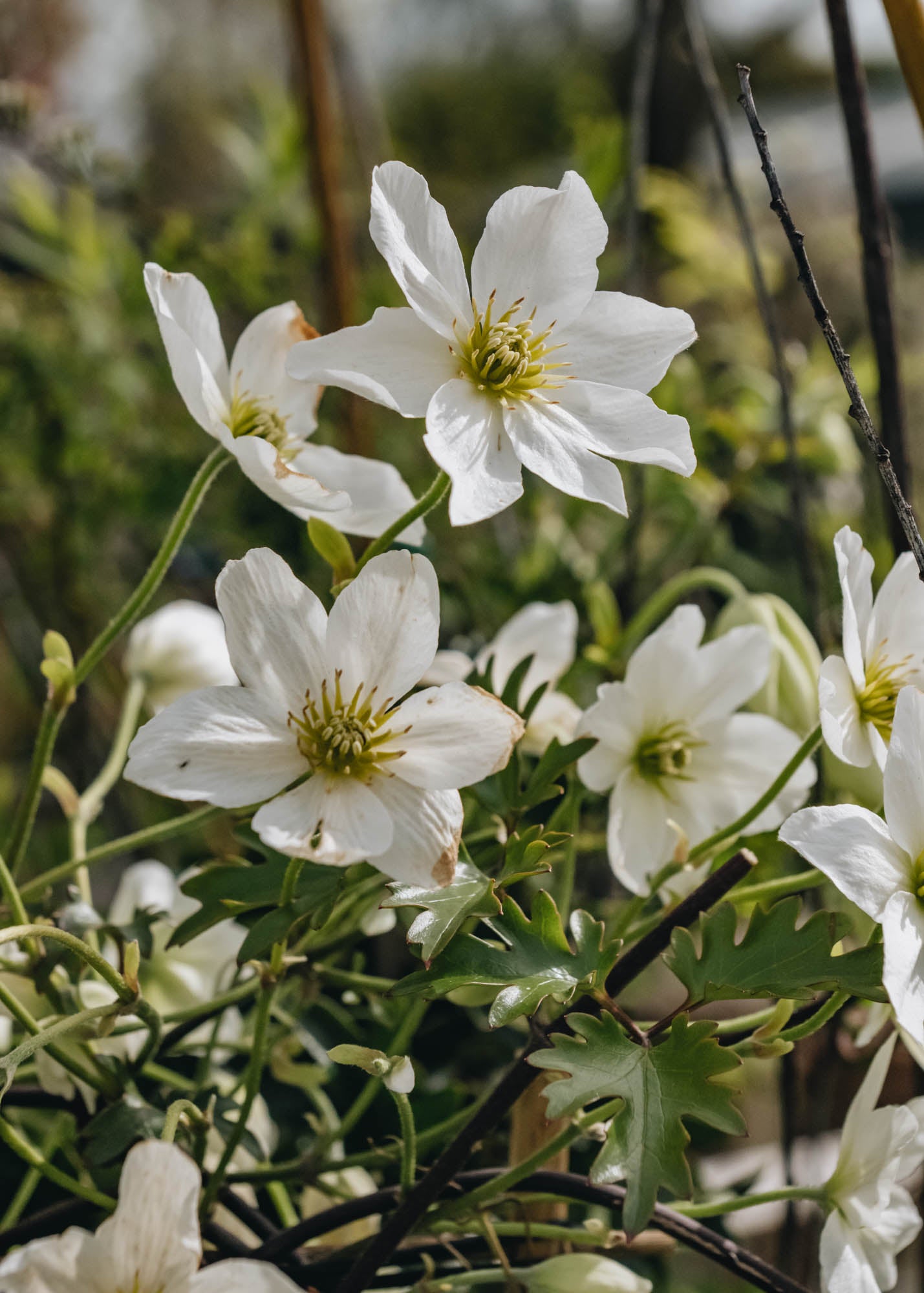 Clematis Avalanche Plants Burford Garden Co