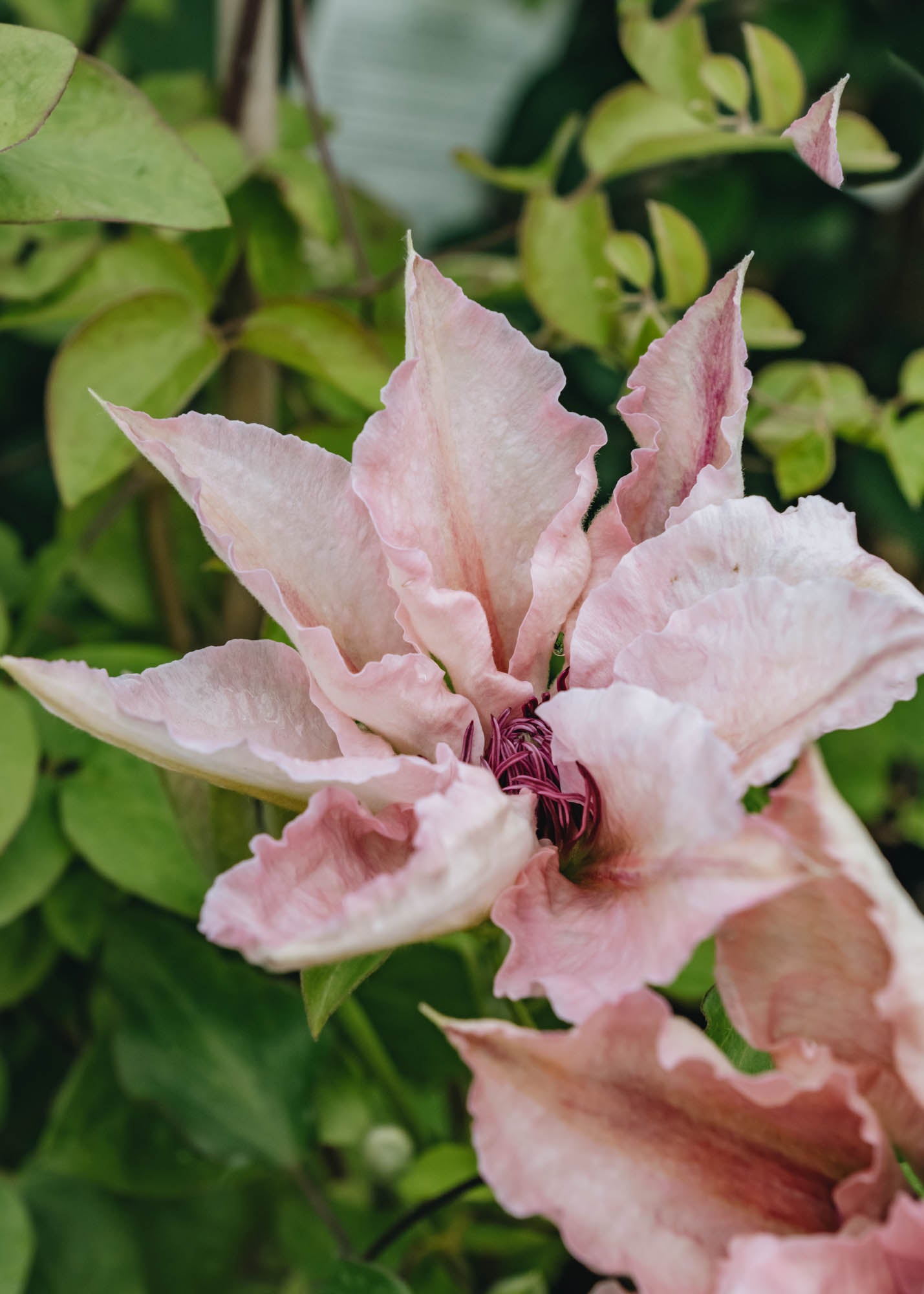 Clematis Pink Fantasy | Burford Garden Co.