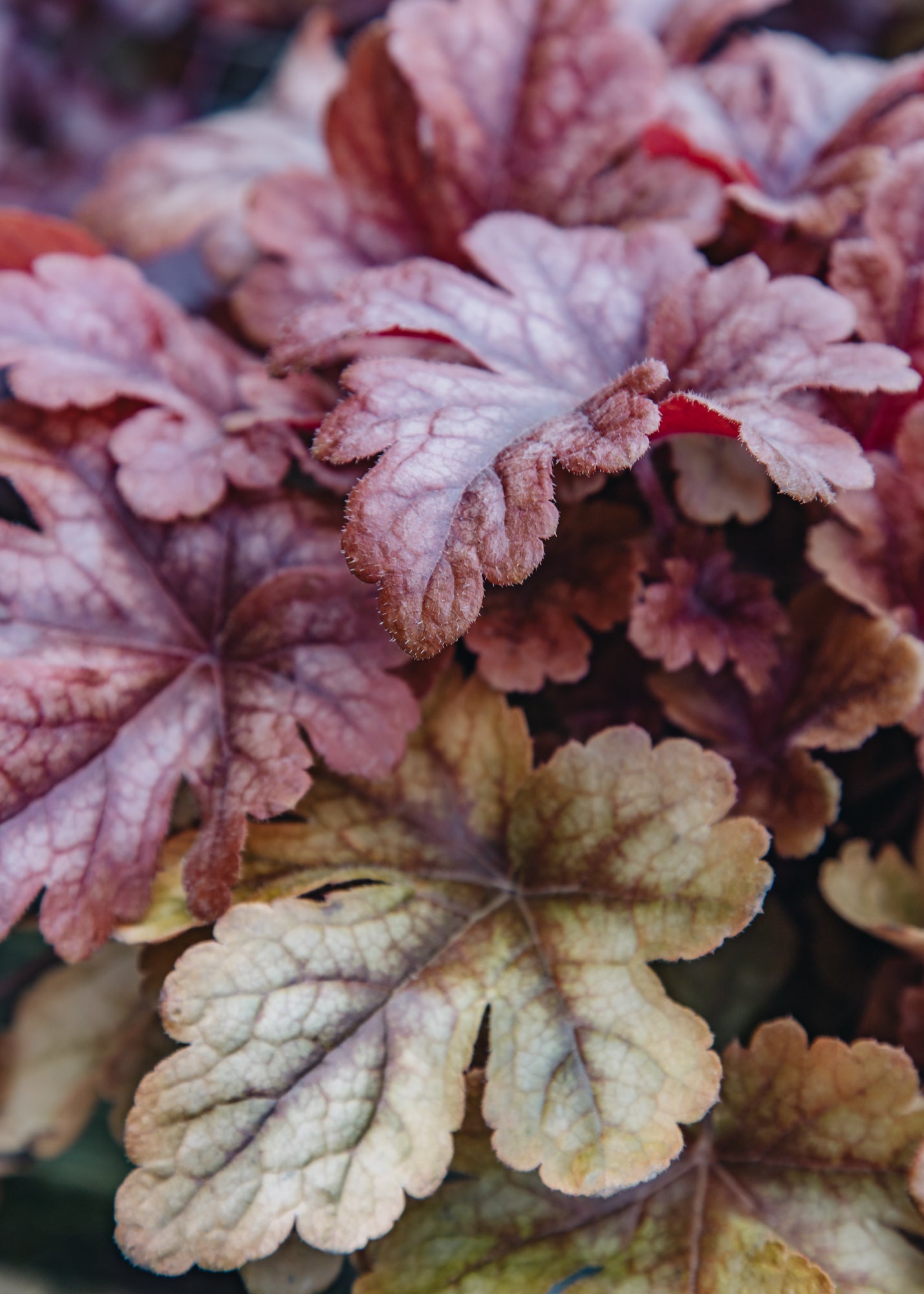 Heucherella Buttered Rum, 2/3L – Burford Garden Co.