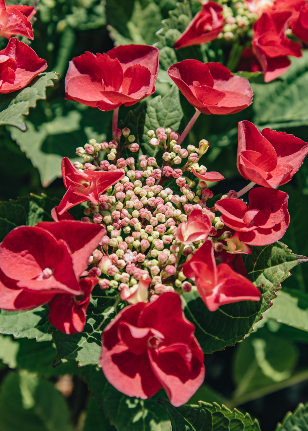 Hydrangea macrophylla Cherry Explosion, 5L – Burford Garden Co.