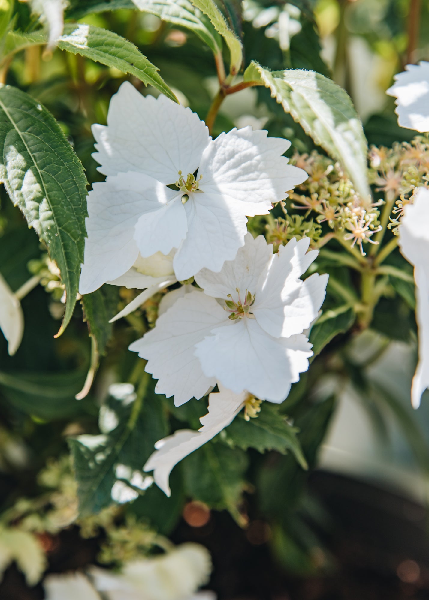 Hydrangea Cloud Nine, 3L – Burford Garden Co.