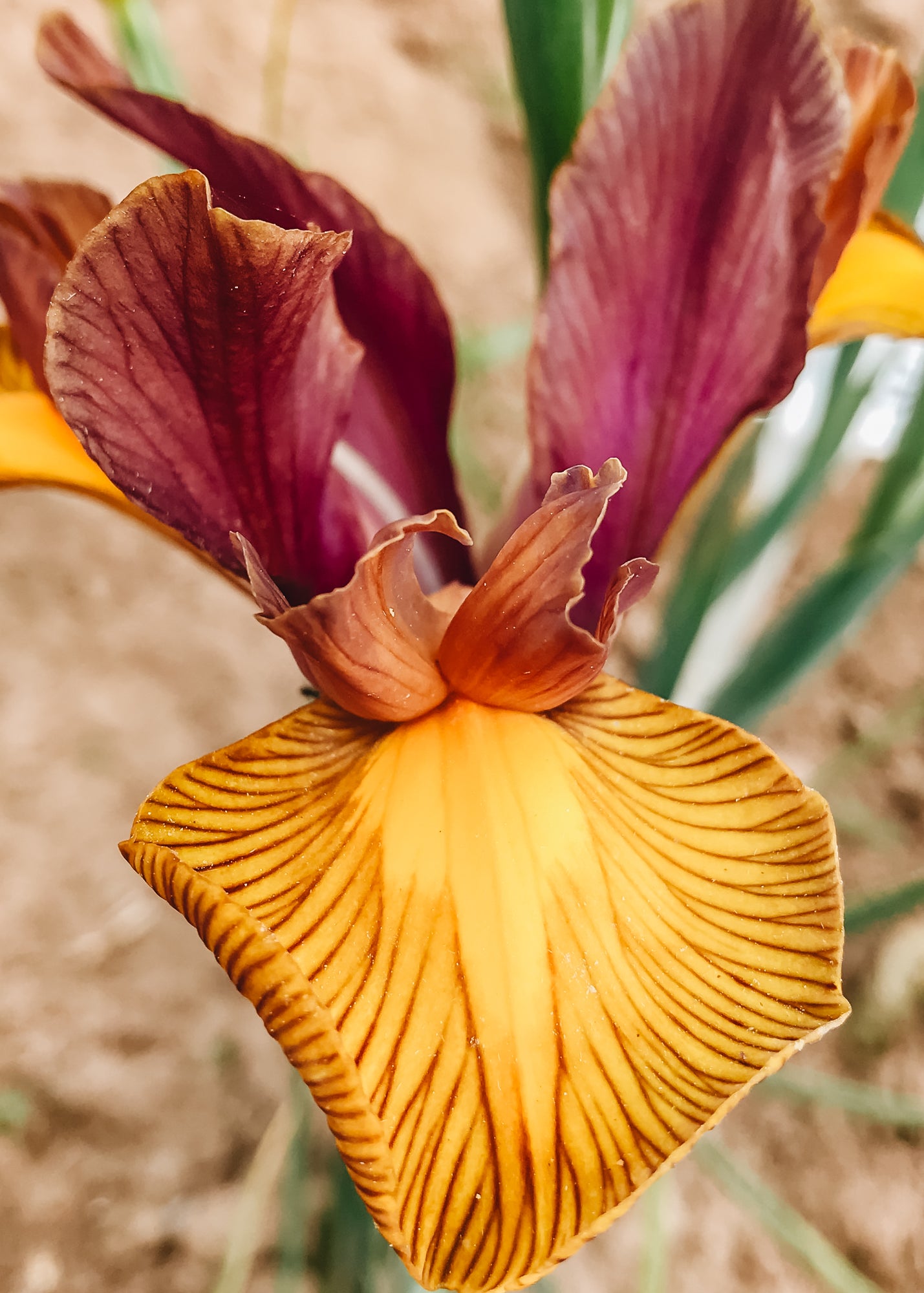 Iris hollandica Lion King, pack of 30 bulbs – Burford Garden Co.