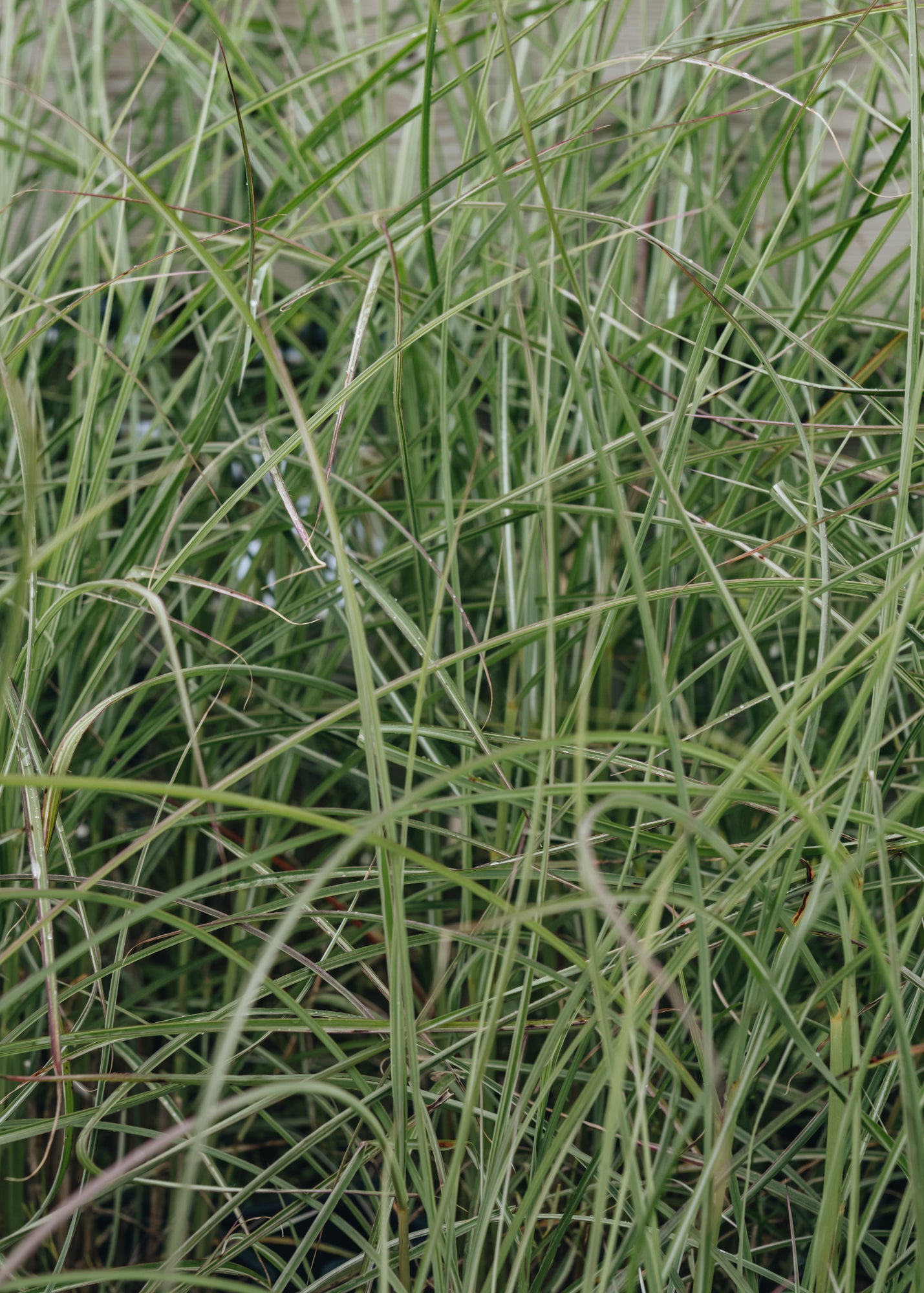 Miscanthus sinensis Silver Cloud, 2/3L – Burford Garden Co.