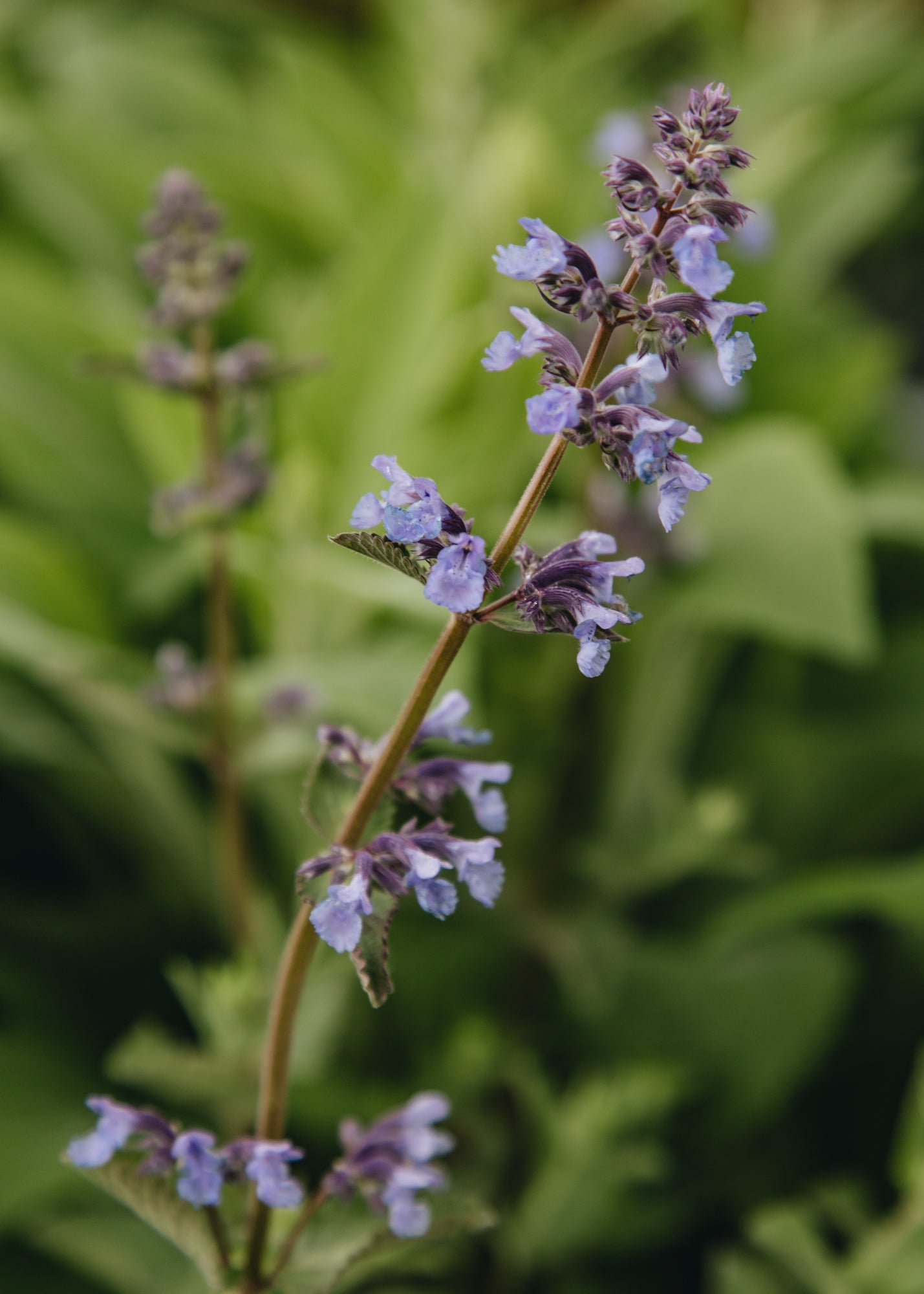 Nepeta Whispurr Blue, 2/3L – Burford Garden Co.