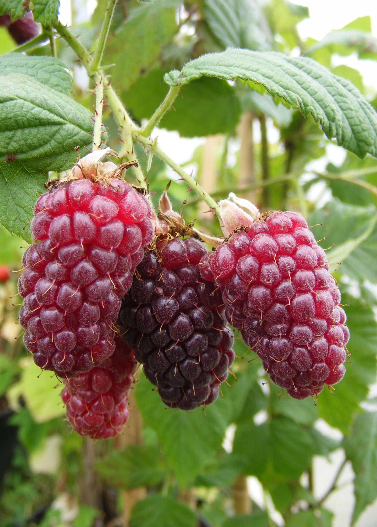 Rubus fruticosus × idaeus (Tayberry) Medana, 3L – Burford Garden Co.