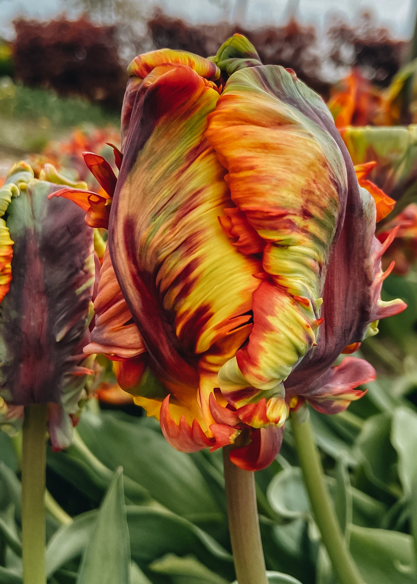 Tulipa Rasta Parrot Bulbs – Burford Garden Co.