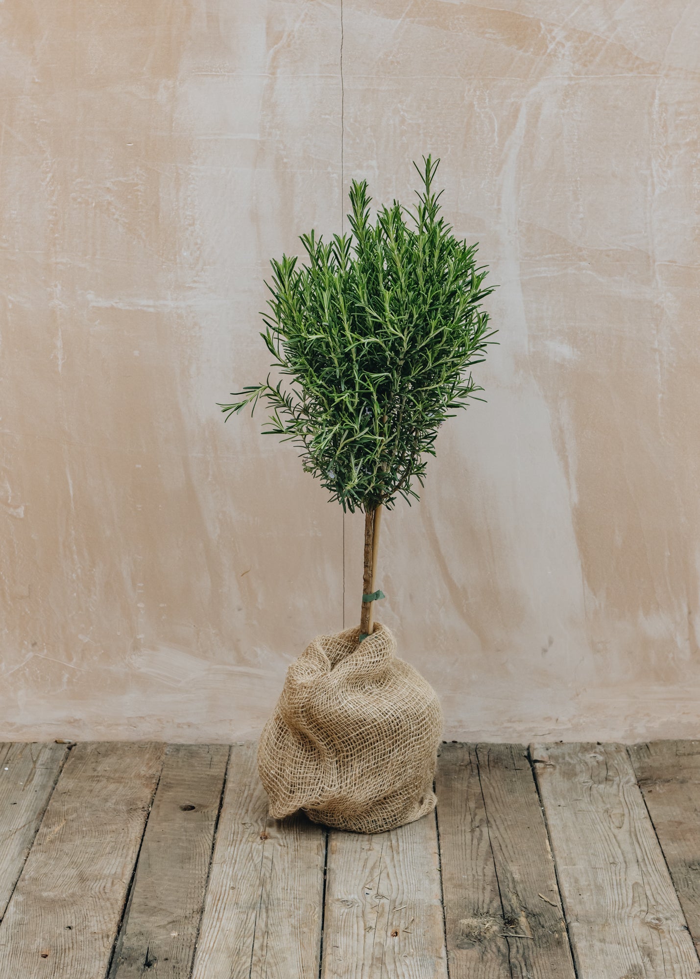 Rosemarinus Mini Standard Burford Garden Co