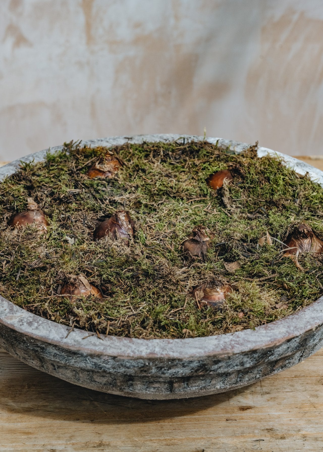 How To: Create an Indoor Bulb Arrangement for Christmas – Burford ...