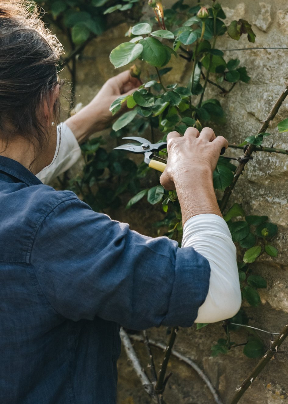 How To: Prune Climbing Roses – Burford Garden Co.