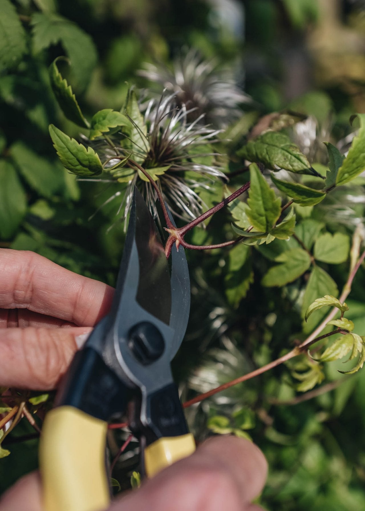 How to: Prune Clematis – Burford Garden Co.