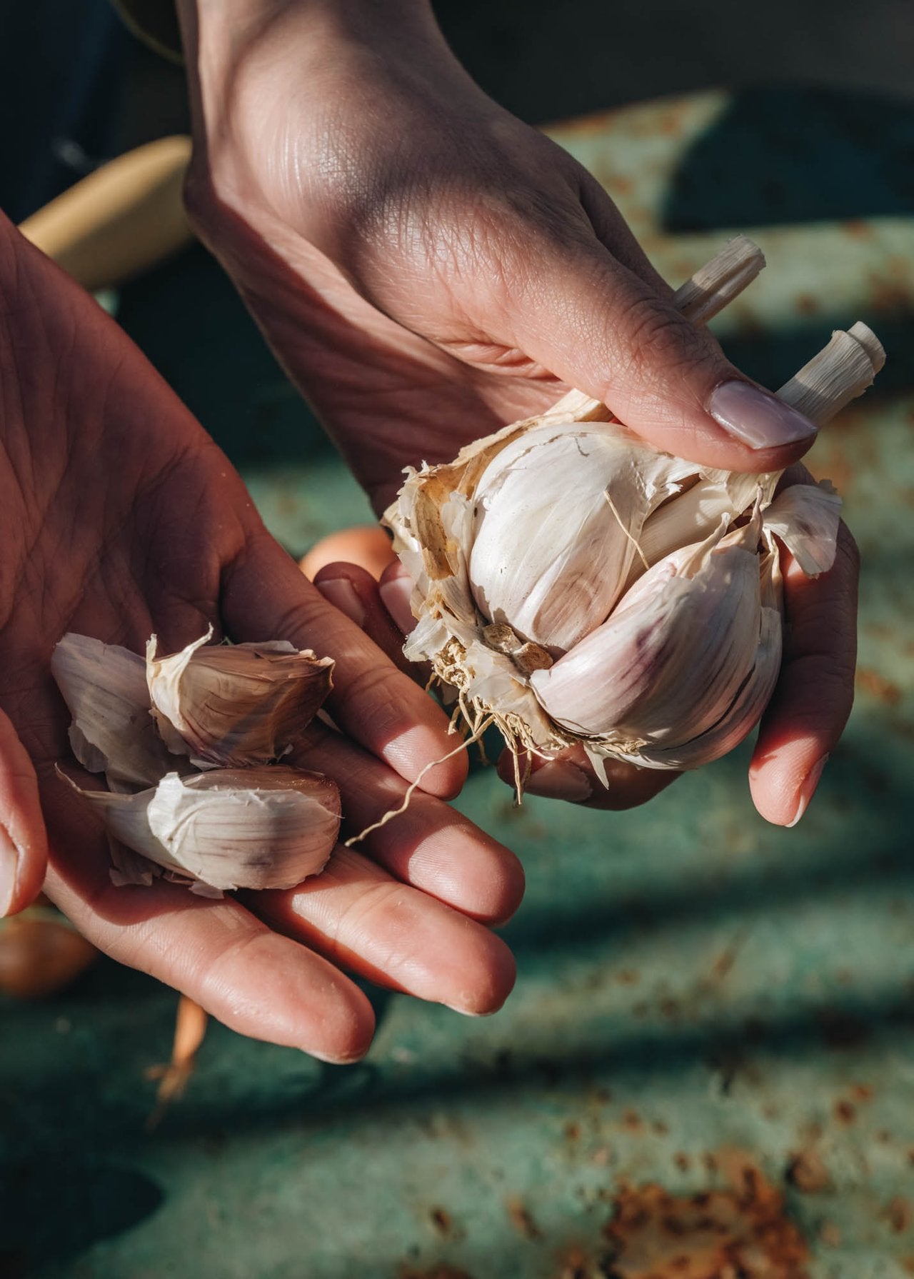 All About: Garlic Bulbs – Burford Garden Co.