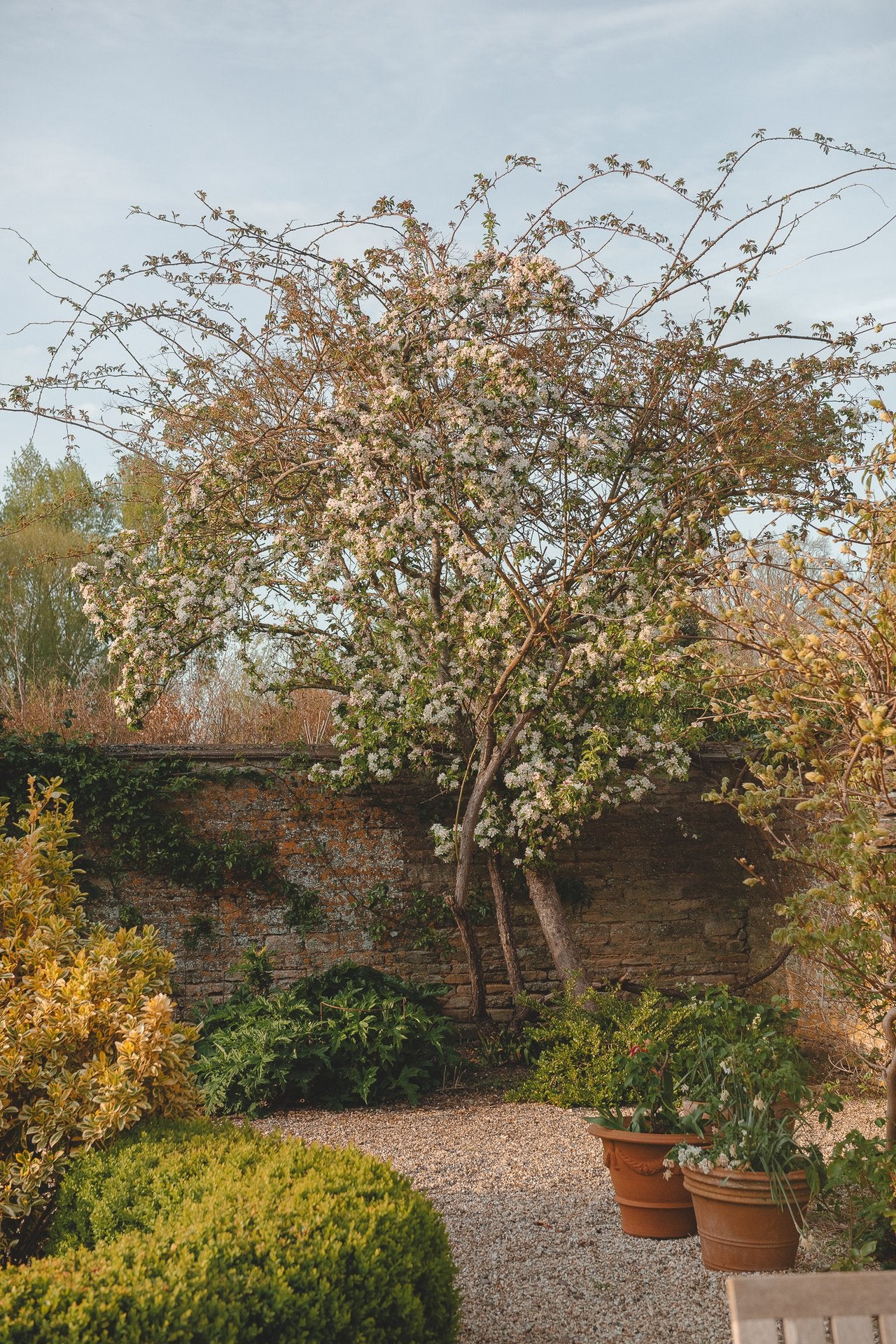 Trees for The King – Burford Garden Co.