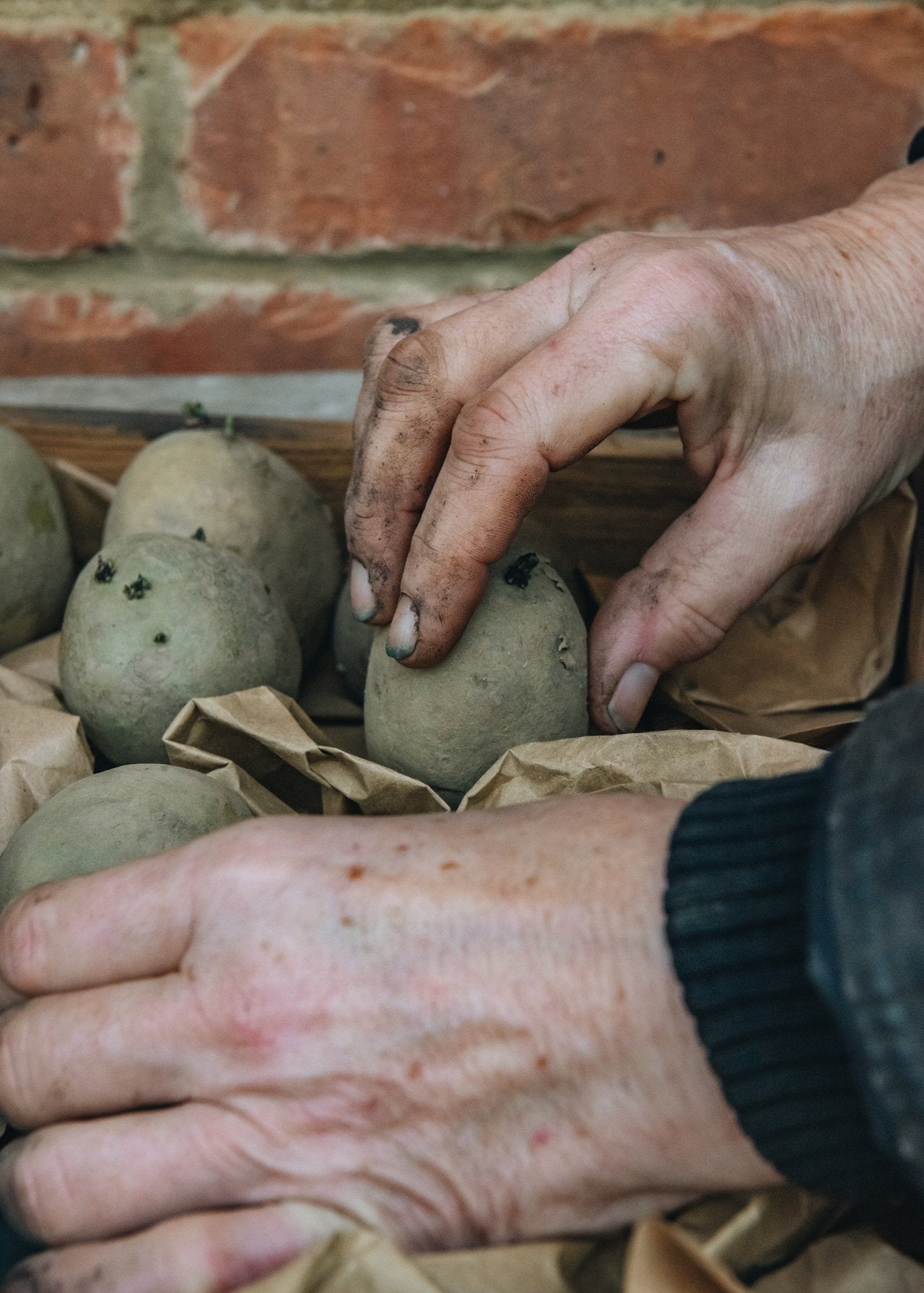 All About: Seed Potatoes – Burford Garden Co.
