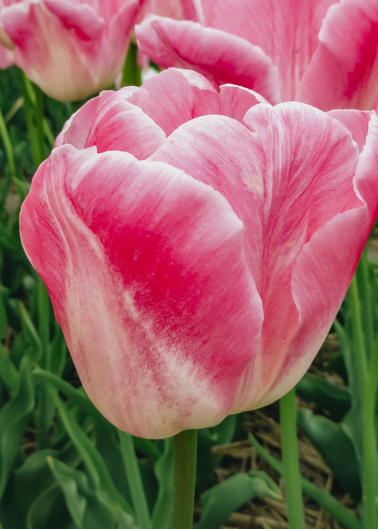 Getting to Know: British Tulip Bulbs – Burford Garden Co.