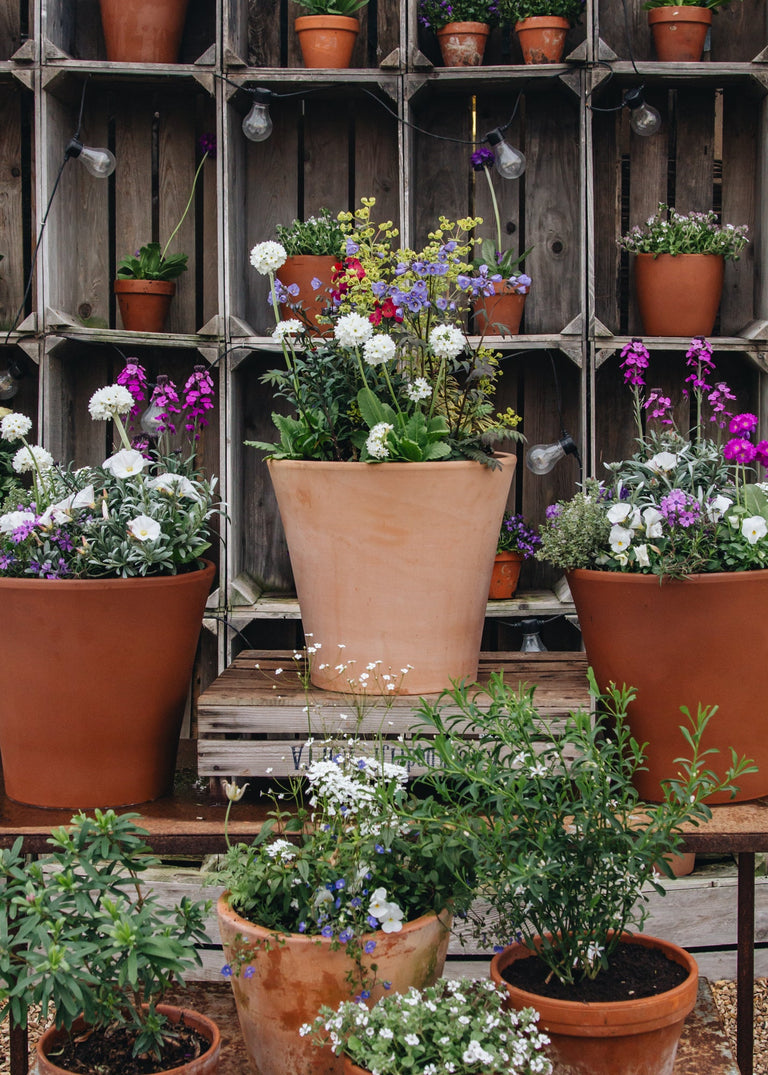 Planting a Rose Obelisk Feature Pot – Burford Garden Co.