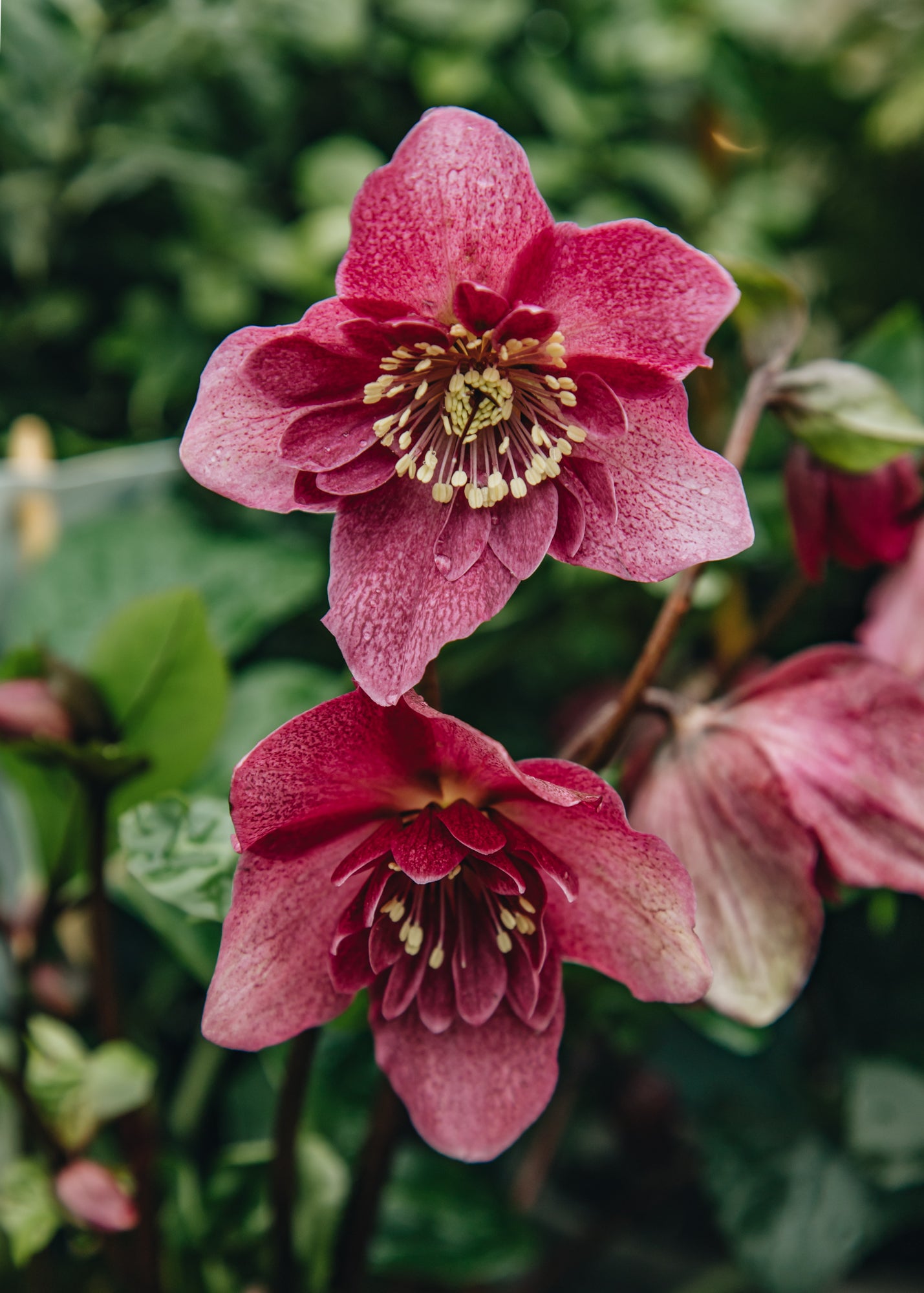 Helleborus orientalis Jaëlla, 1.5L – Burford Garden Co.