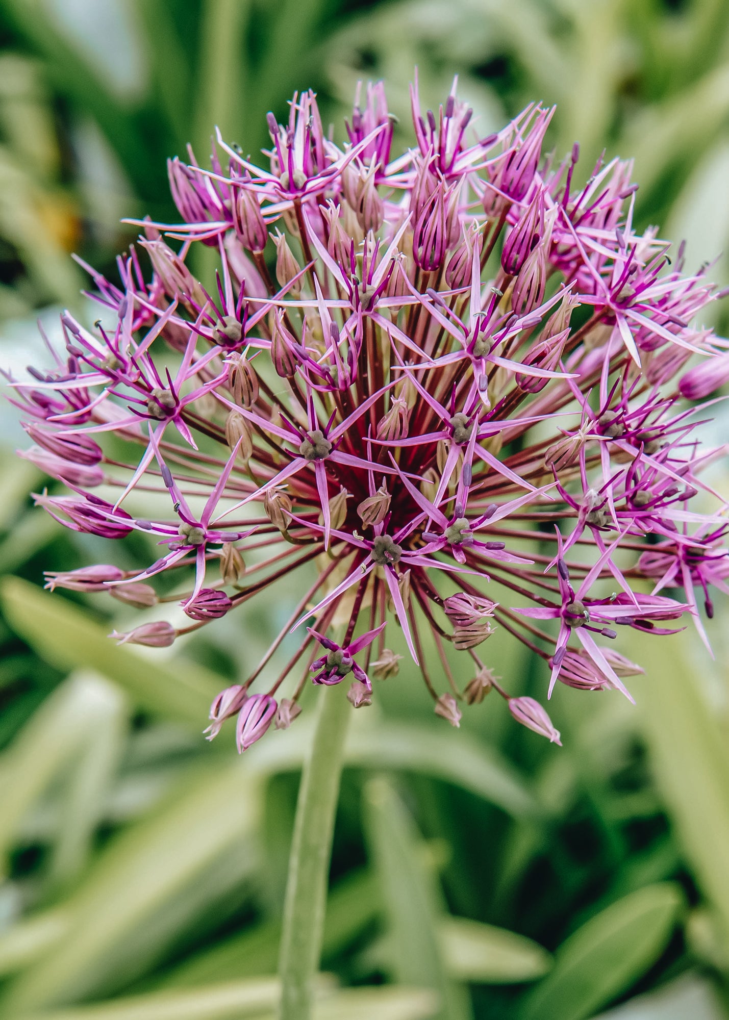 Allium Violet Beauty, pack of 10 bulbs – Burford Garden Co.