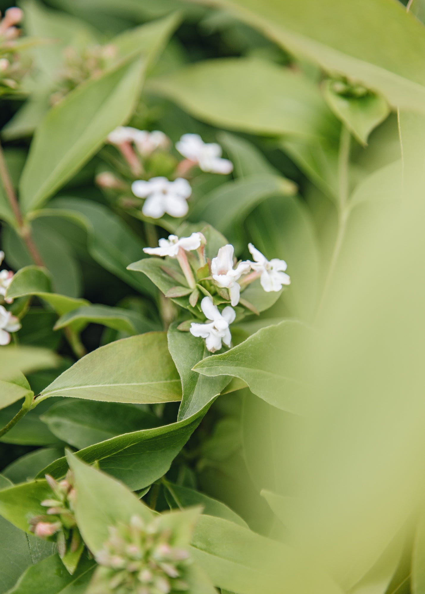 Abelia mosanensis Monia, 3L – Burford Garden Co.