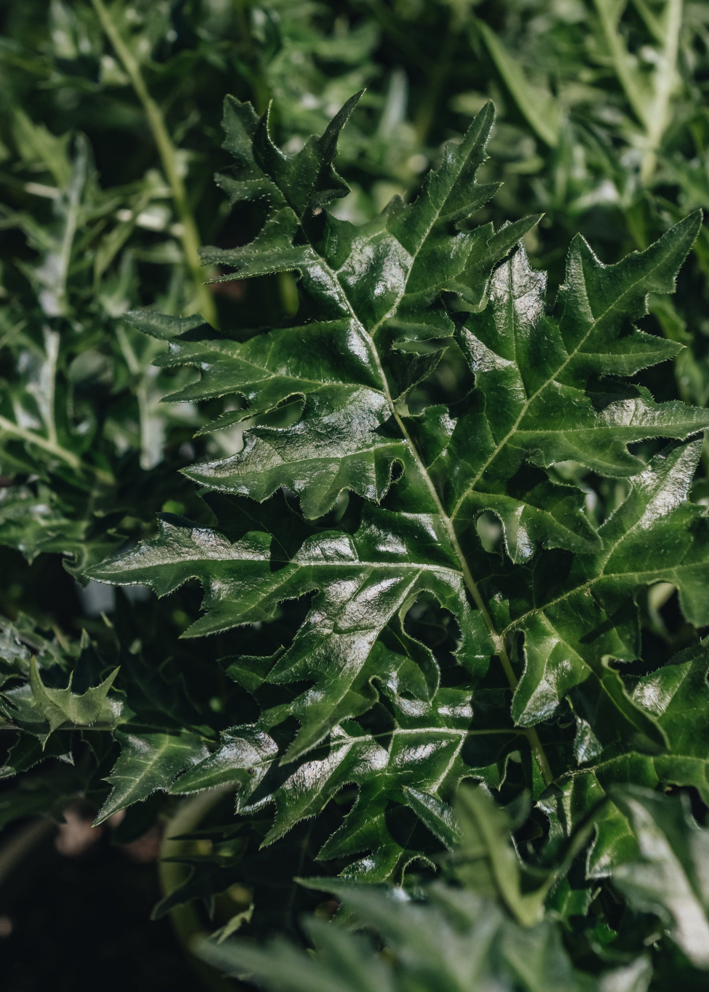 Acanthus spinosus, 2/3L – Burford Garden Co.