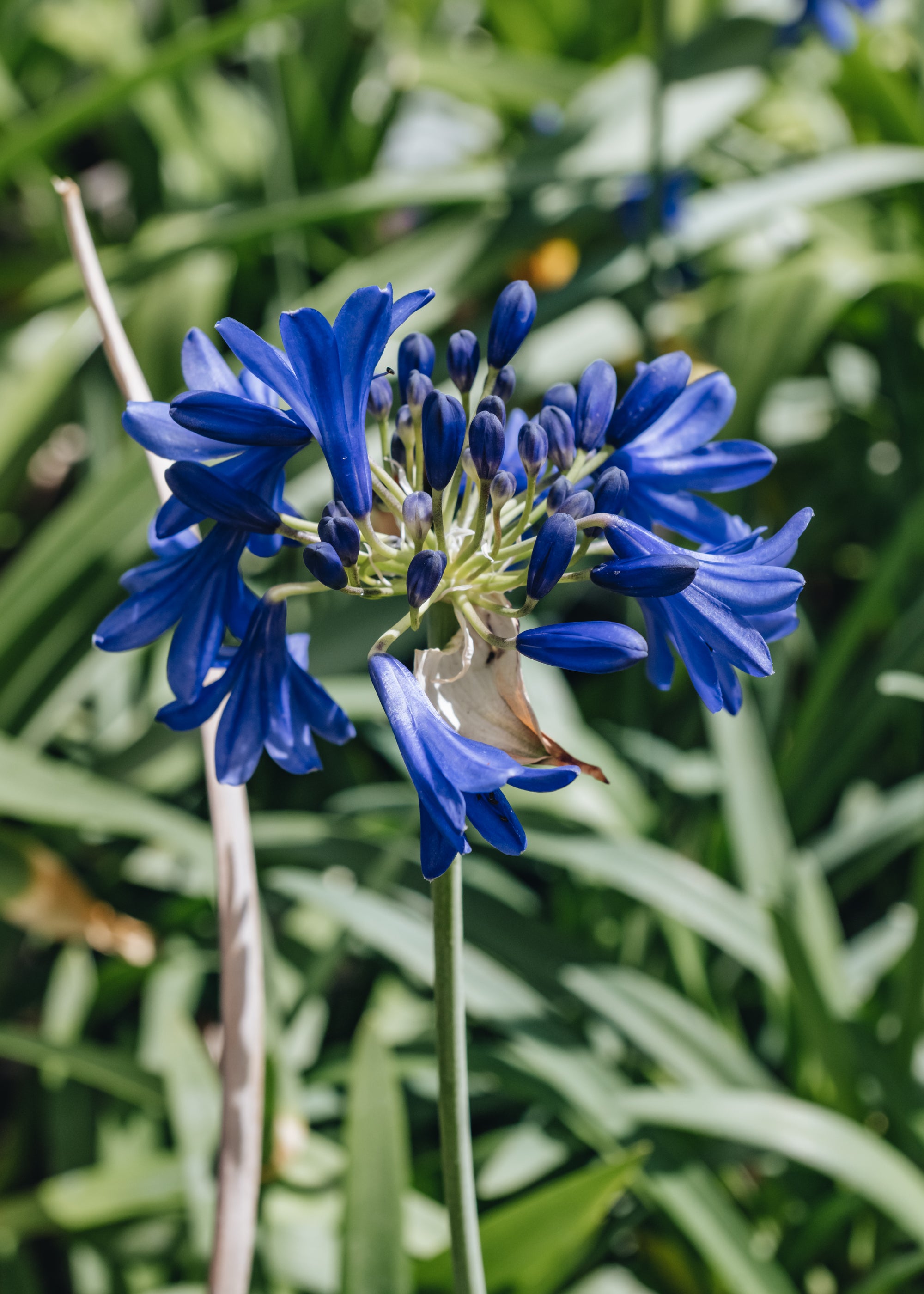 Agapanthus Flower of Love | Burford Garden Co.