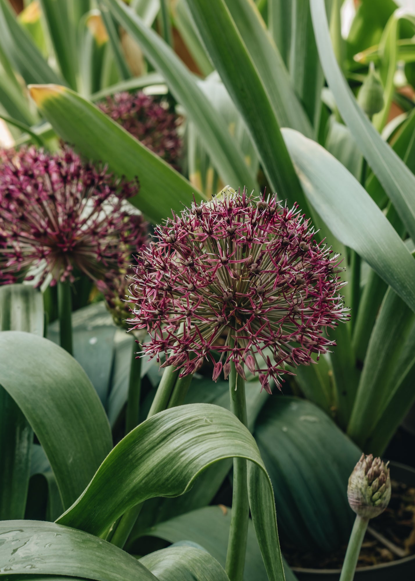 Allium Red Giant | Burford Garden Co.