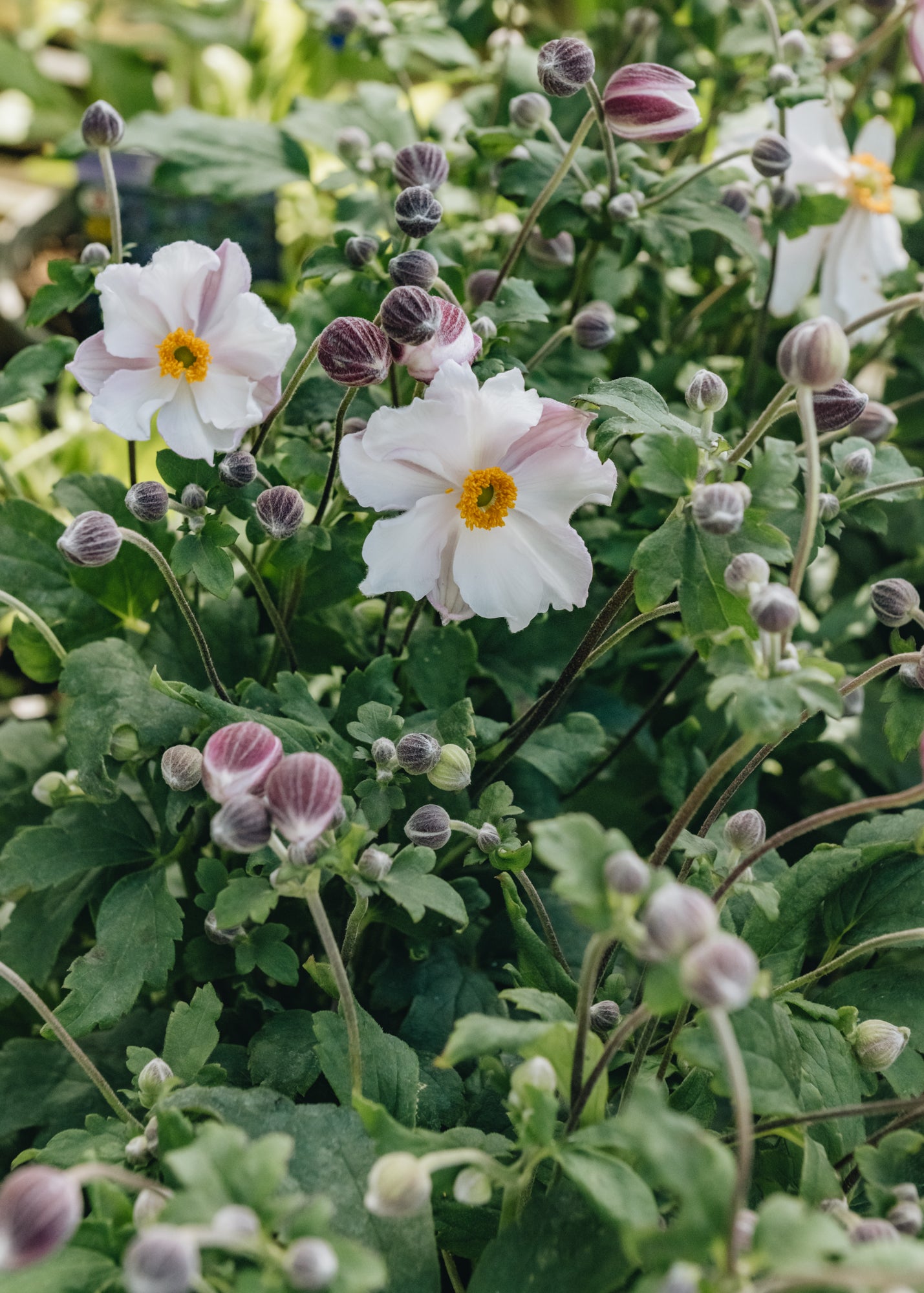 Anemone Fantasy Elsa, 2/3L – Burford Garden Co.