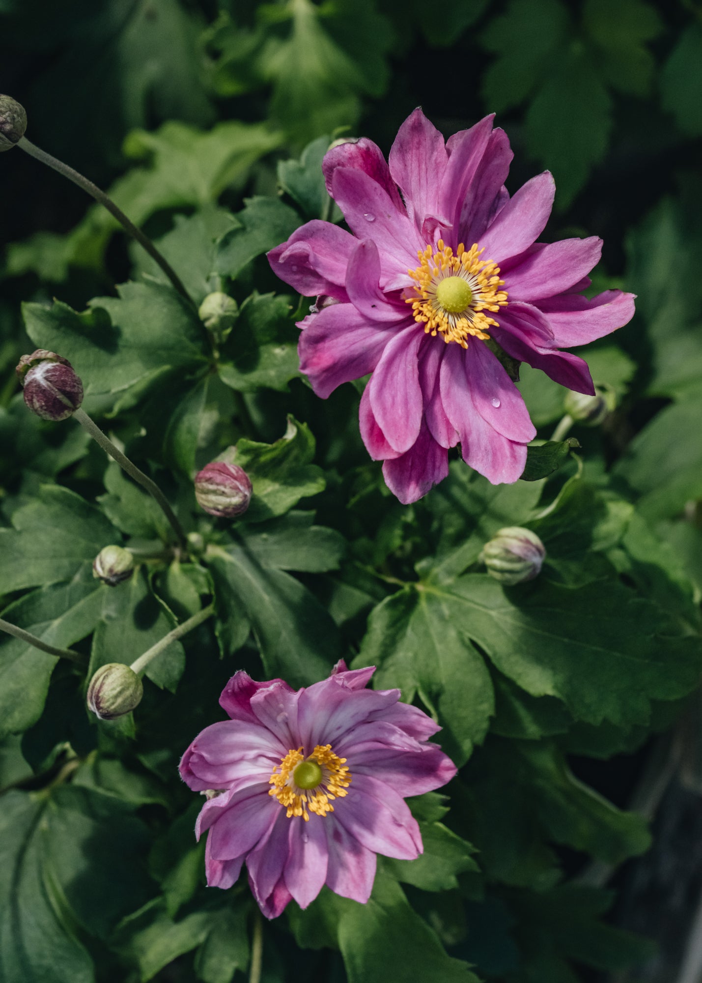 Anemone Pretty Lady Emily, 2/3L – Burford Garden Co.