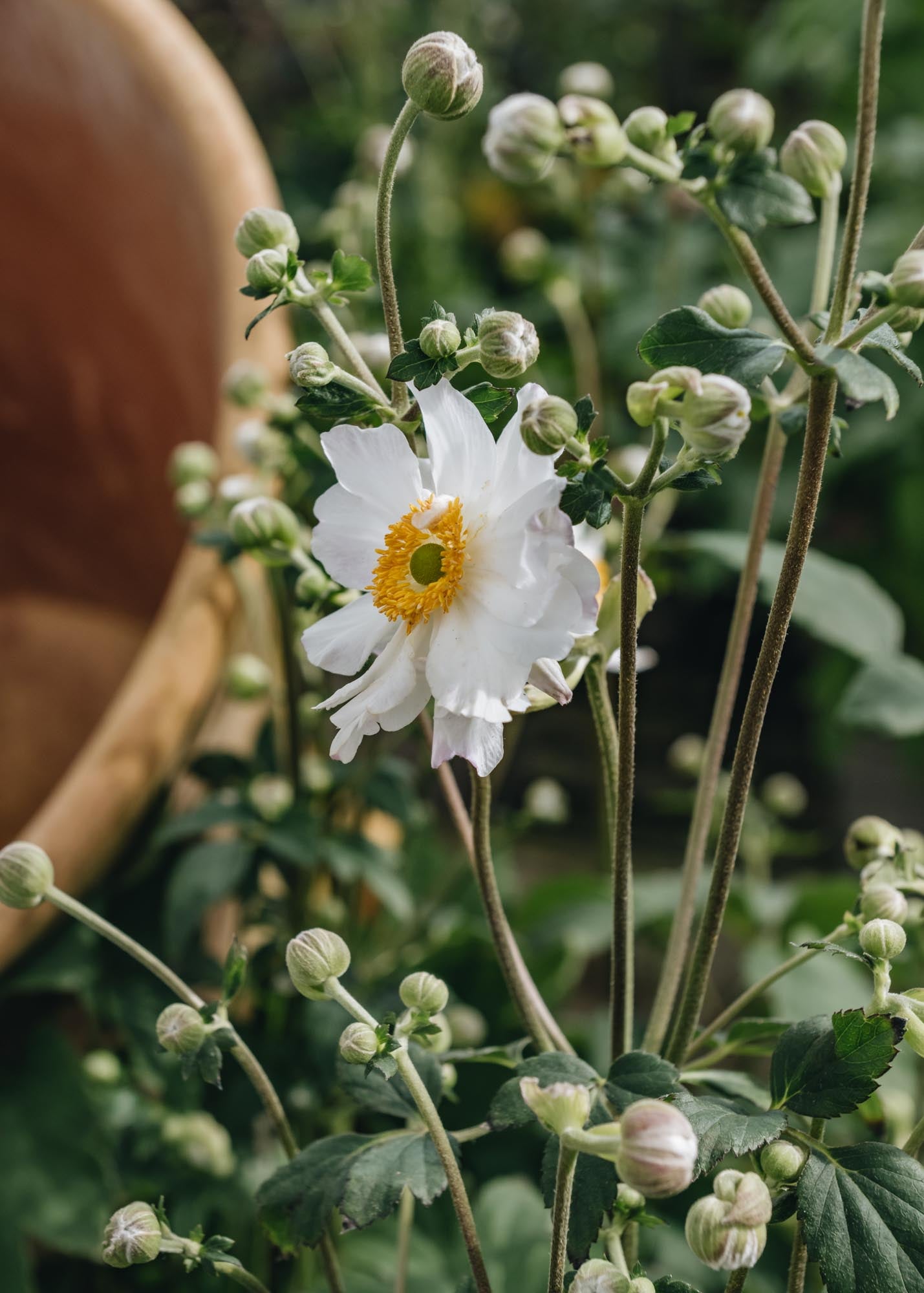 Anemone Snow Angel, 2/3L – Burford Garden Co.