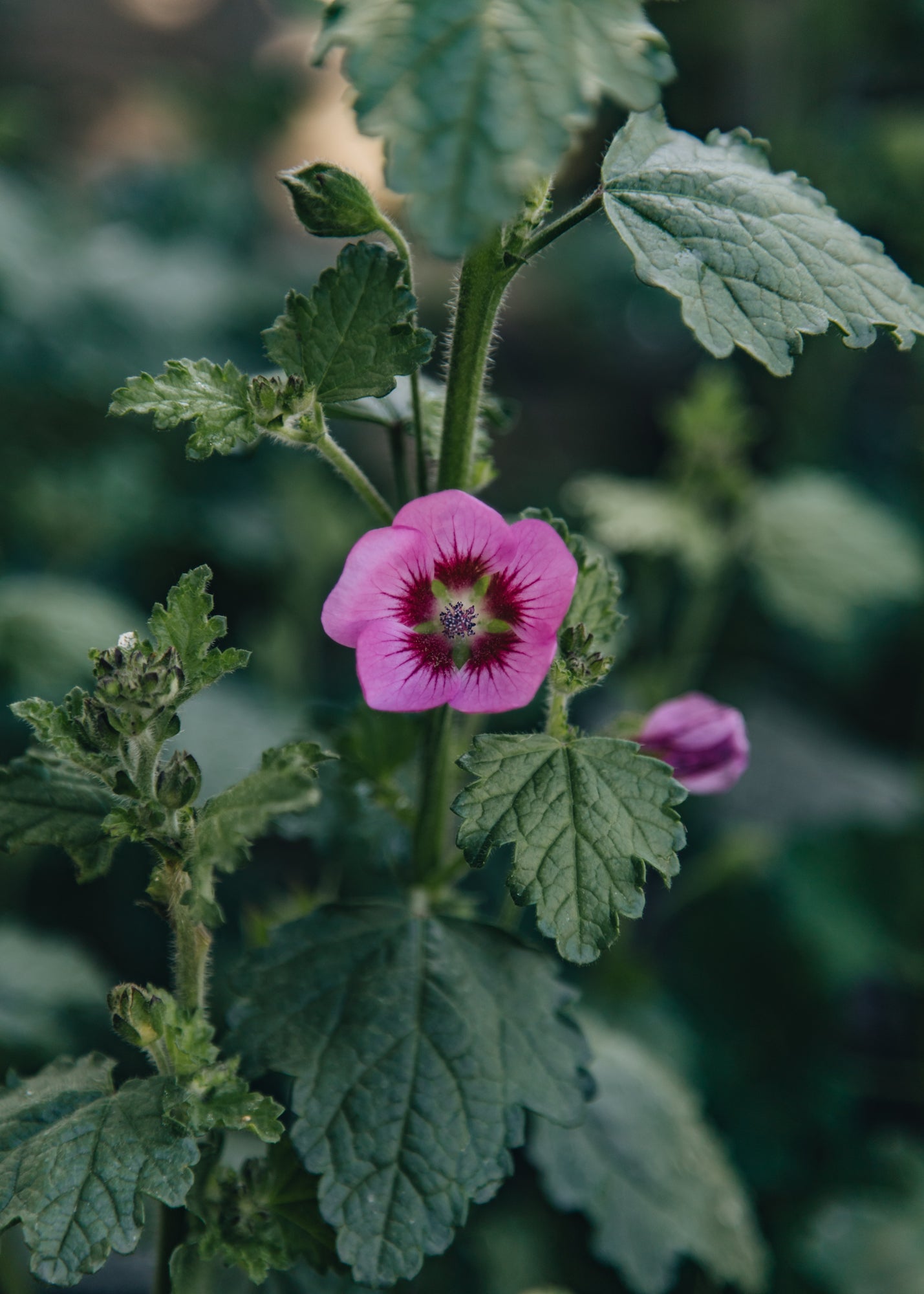 Anisodontea Lady in Pink, 2/3L – Burford Garden Co.