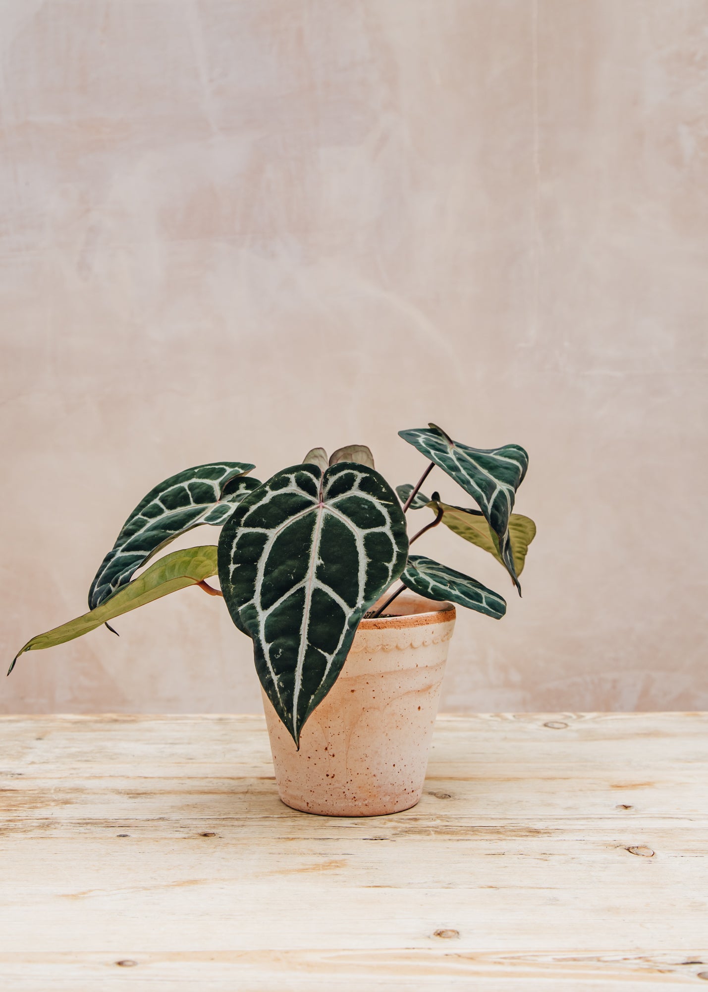 Anthurium DocBlock® Michelle® – Burford Garden Co.