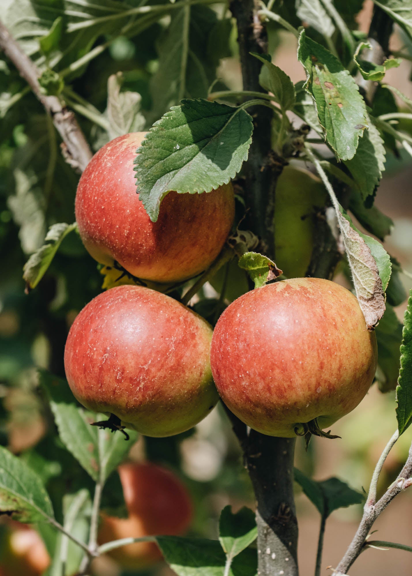 Malus domestica Bladon Pippin MM106 (Apple) 12L – Burford Garden Co.