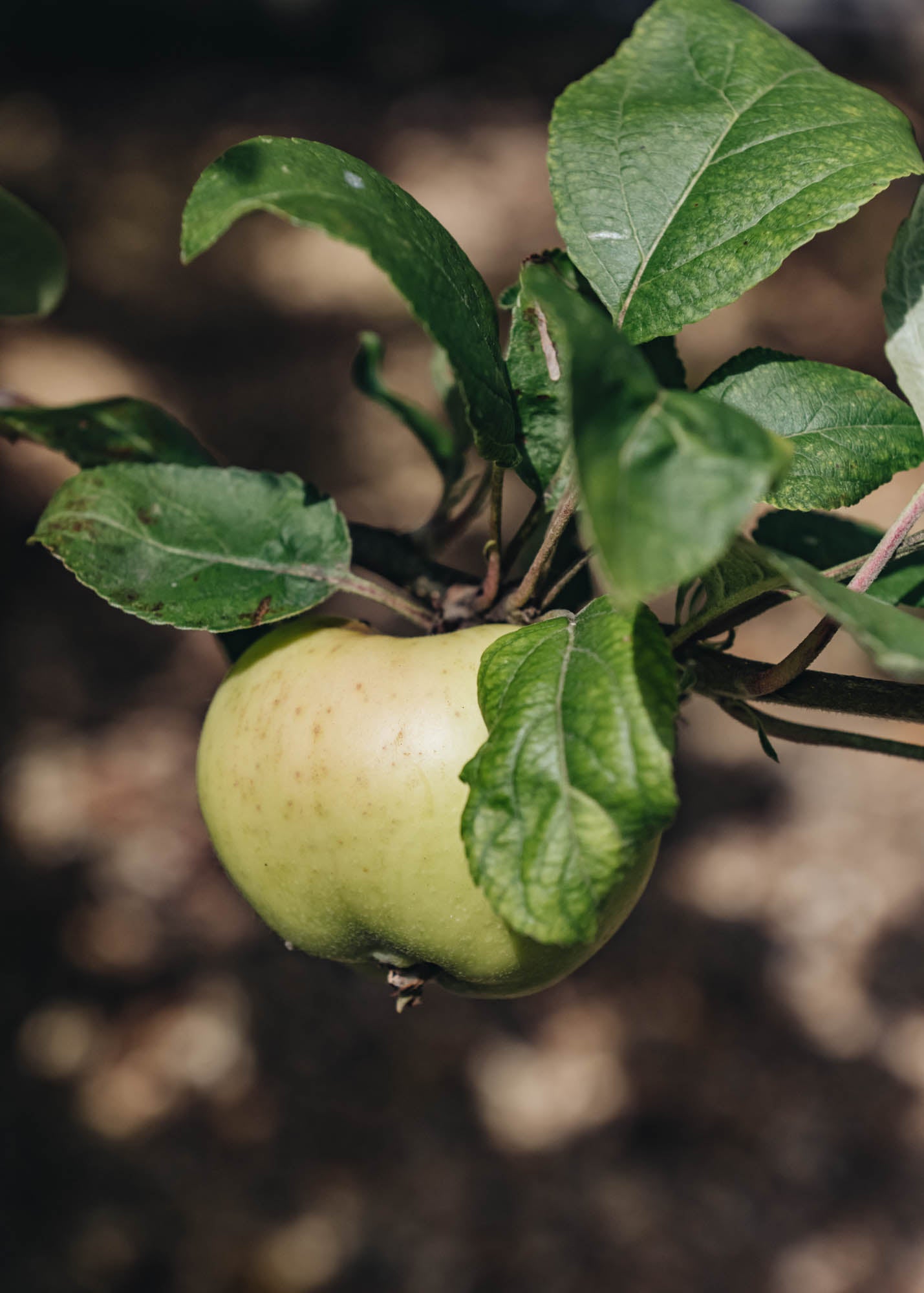 Malus domestica Grenadier (Apple), 12L – Burford Garden Co.