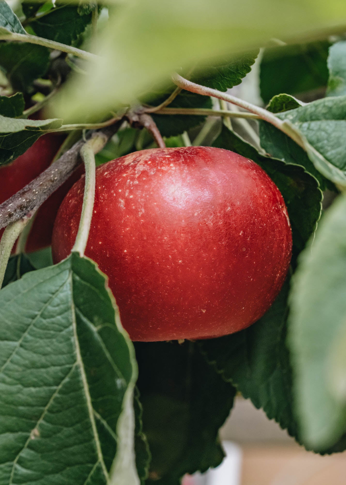Malus domestica Rosette Bush M26 (Apple) 12L – Burford Garden Co.