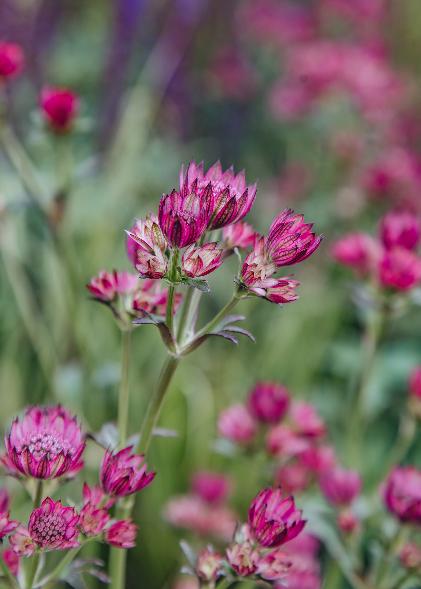Astrantia 'Cerise Button', 2/3L – Burford Garden Co.