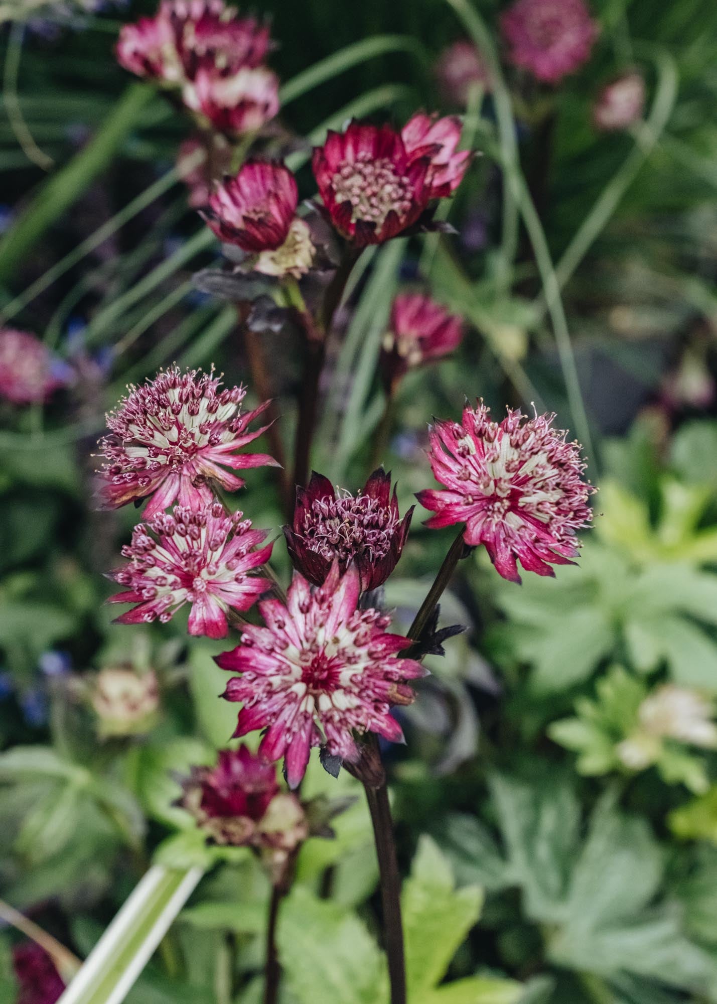 Astrantia major Sparkling Stars Red | Burford Garden Co.