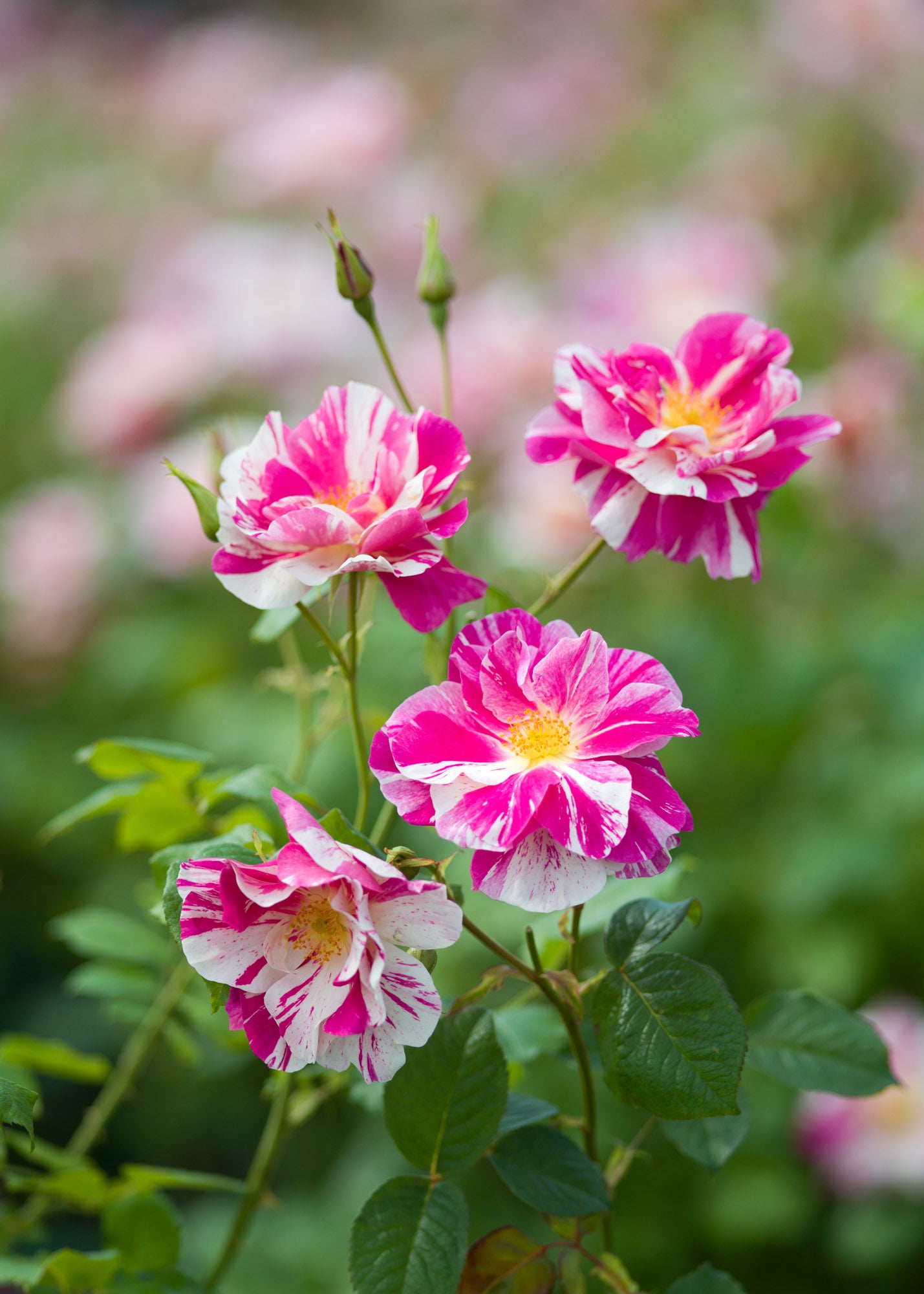 David Austin Rosa The King's Rose™ | Burford Garden Co.