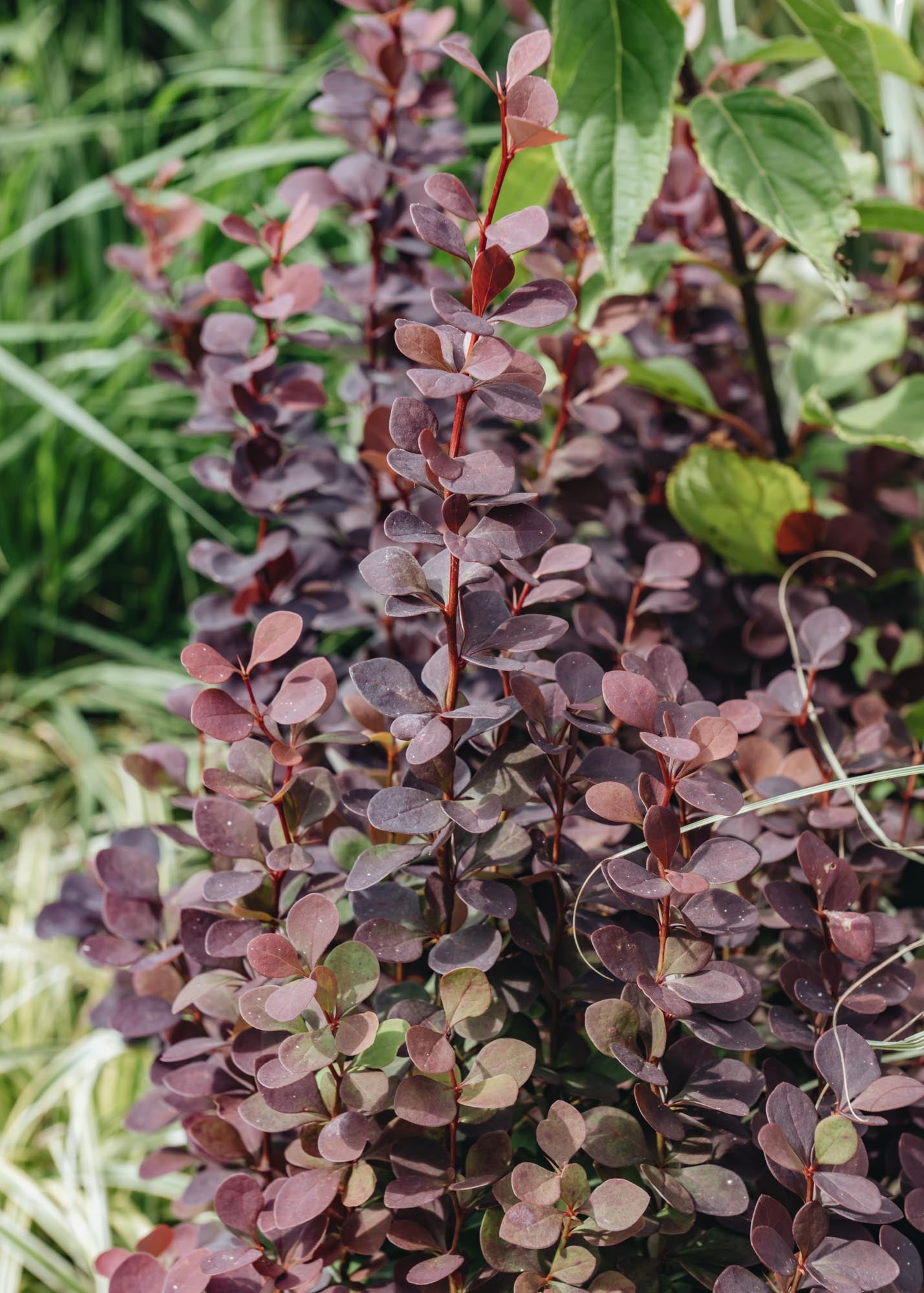 Berberis thunbergii Chocolate Summer, 2L – Burford Garden Co.