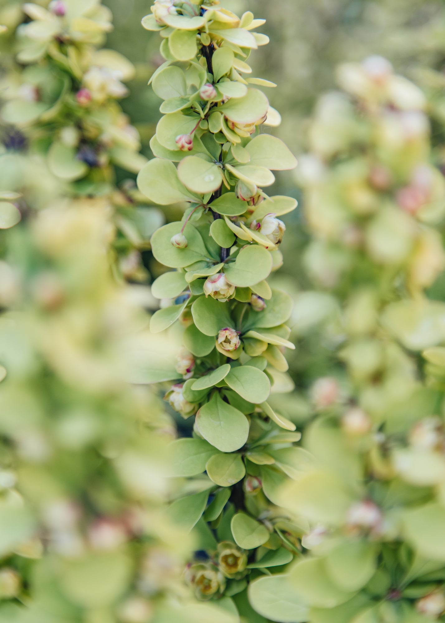 Berberis thunbergii Maria, 3L – Burford Garden Co.