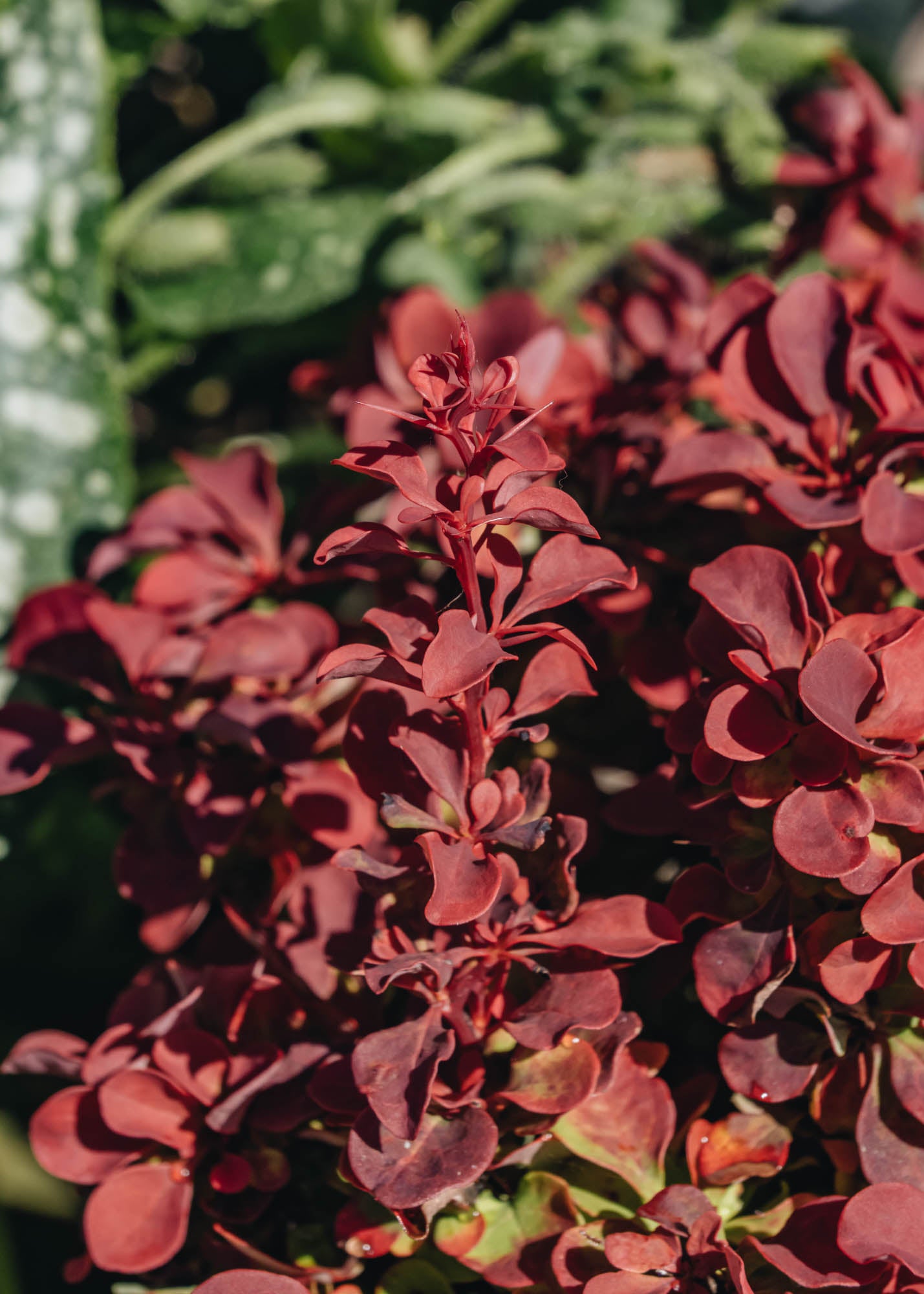 Berberis thunbergii Ruby Star | Burford Garden Co.