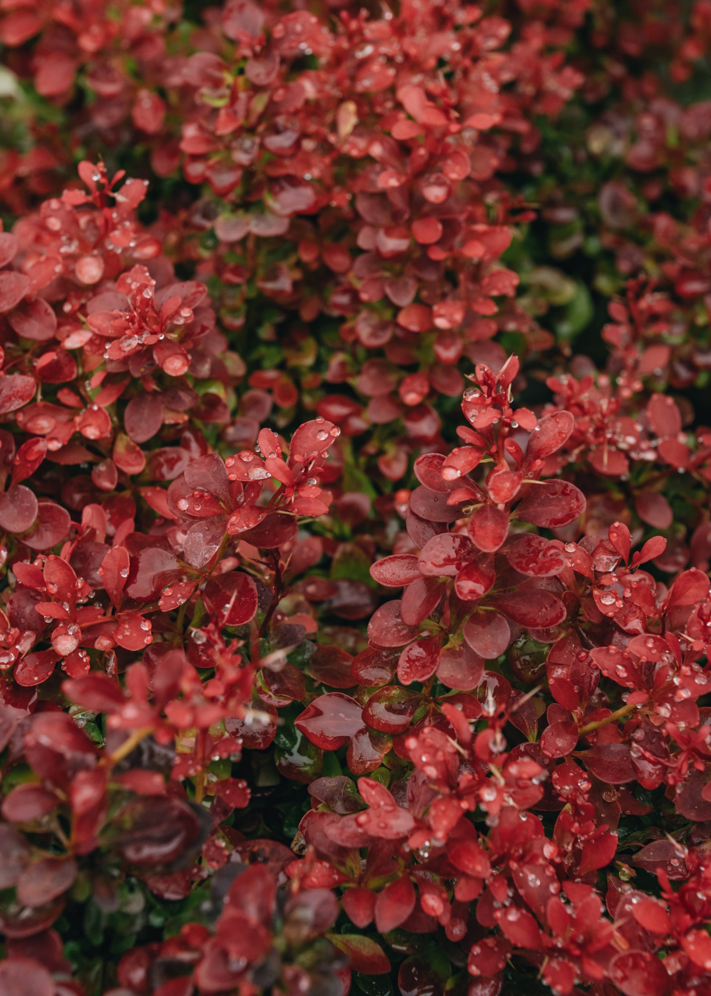Berberis thunbergii Fireball, 3L – Burford Garden Co.