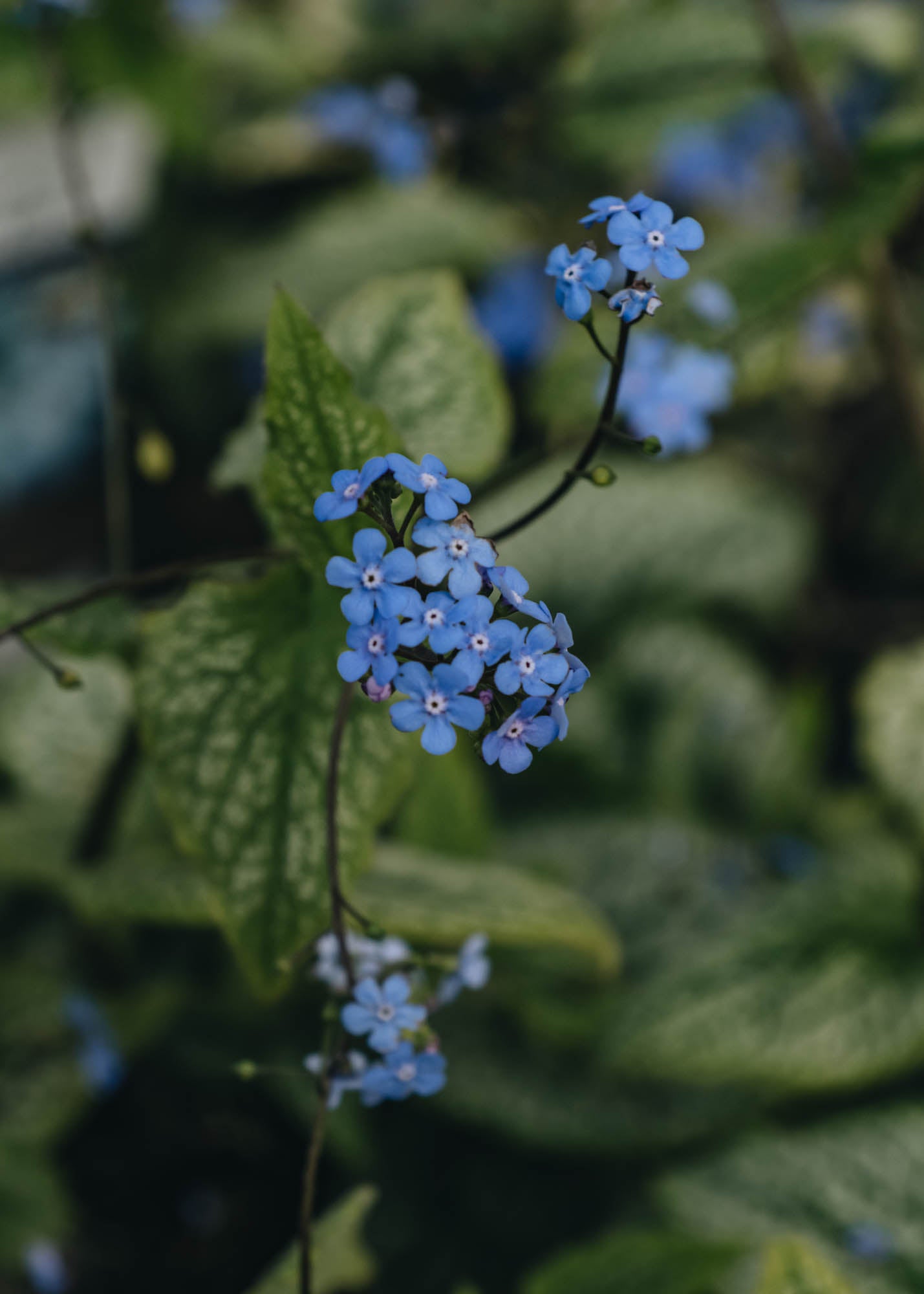 Brunnera macrophylla Alexander's Great | Burford Garden Co.