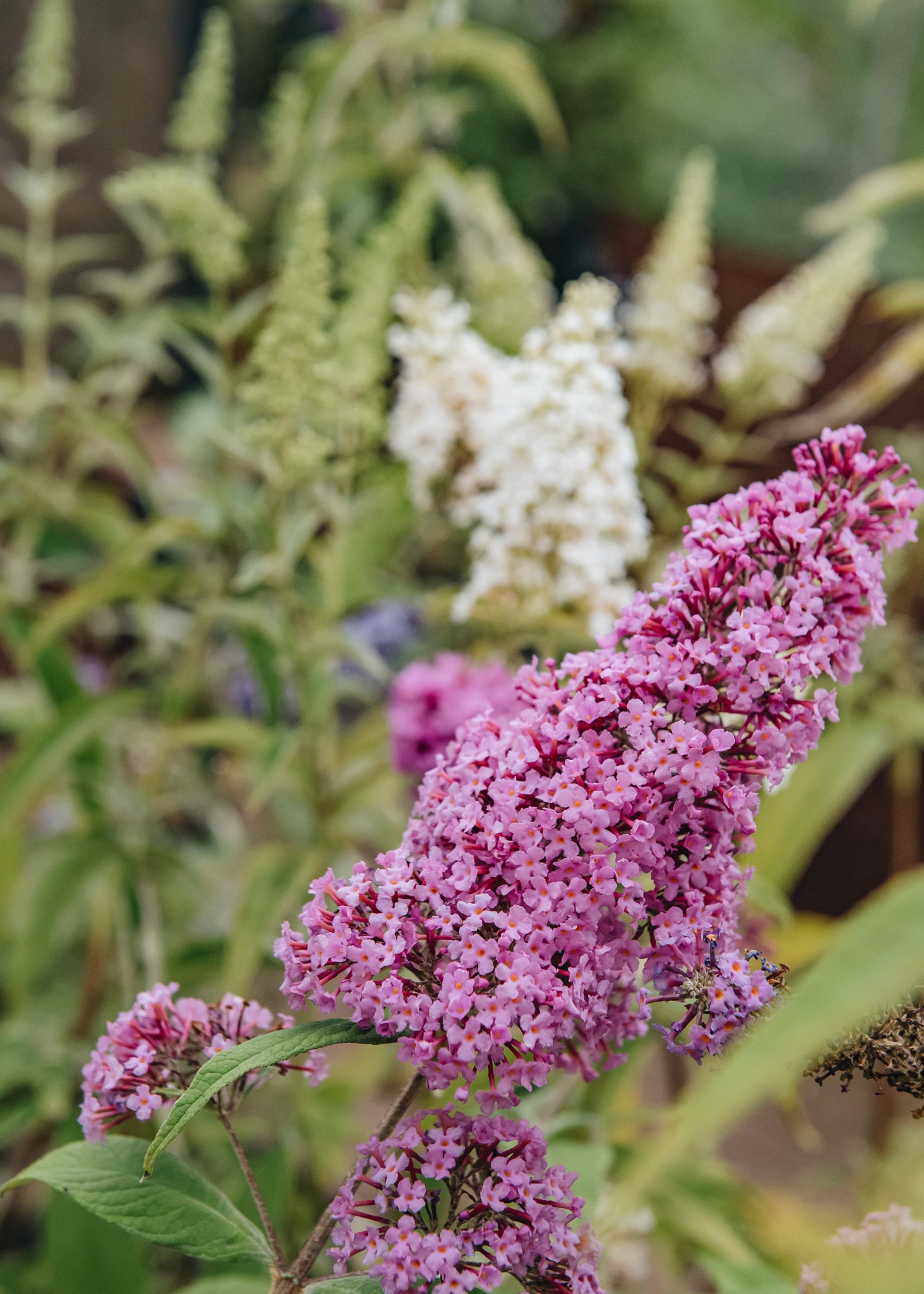 Buddleja Pink Delight, 3L – Burford Garden Co.