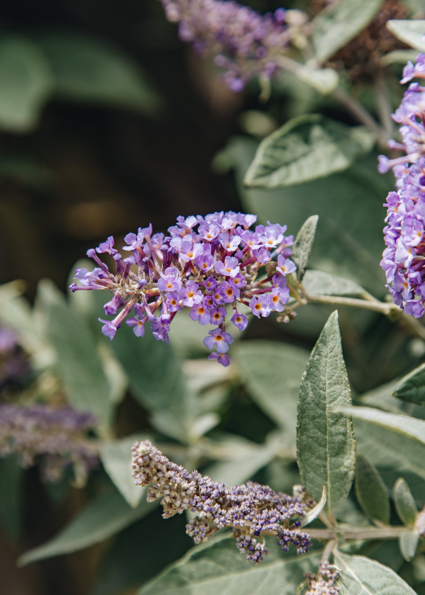 Buddleja Butterfly Candy 'Lila Sweetheart', 3L – Burford Garden Co.