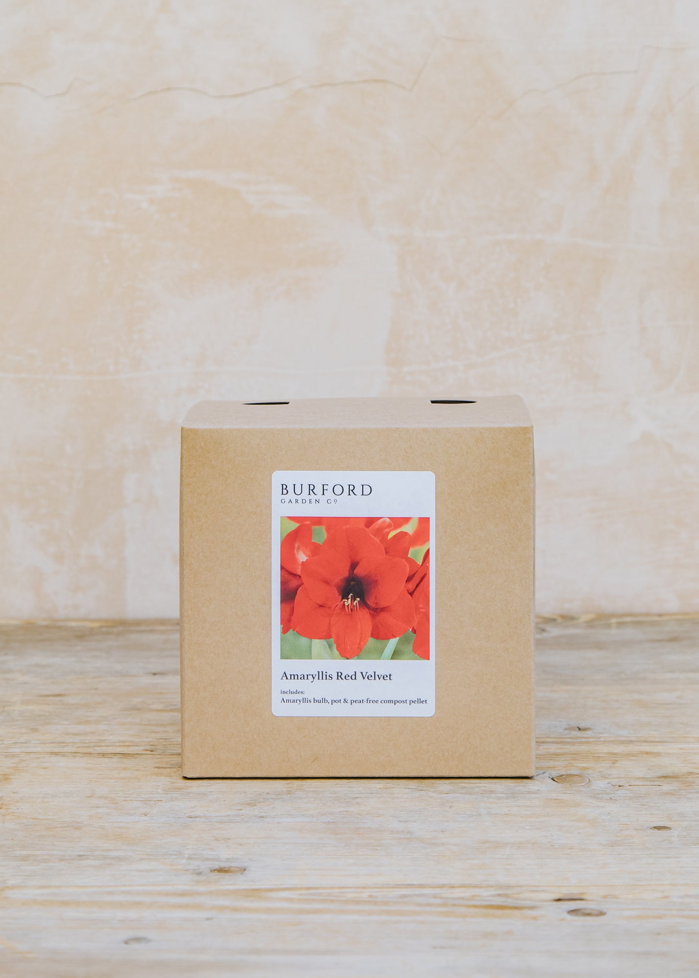 Amaryllis Red Velvet Bulb with Pot and Compost Pellet – Burford Garden Co.
