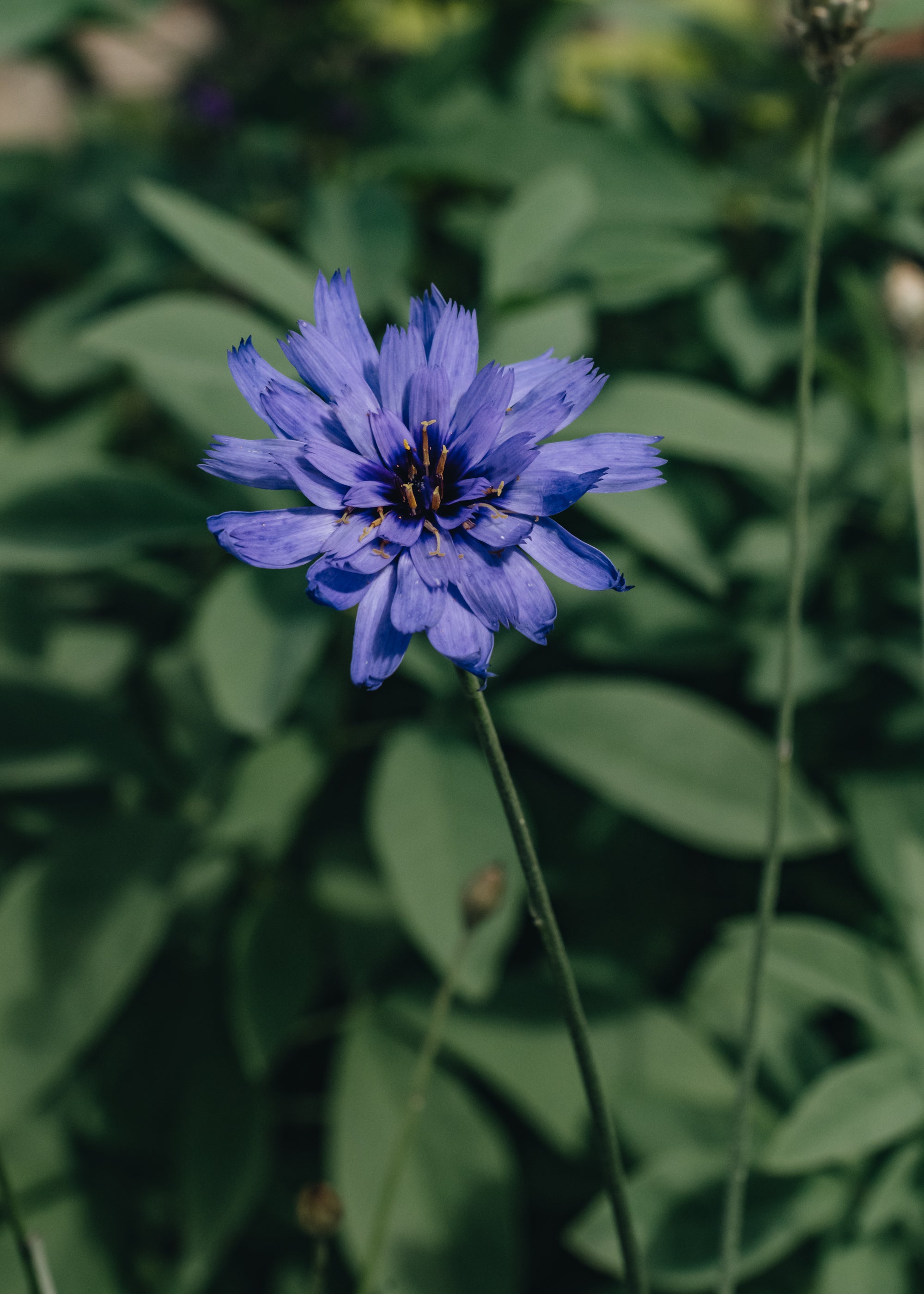 Catananche Caerulea Blue, 2/3L – Burford Garden Co.