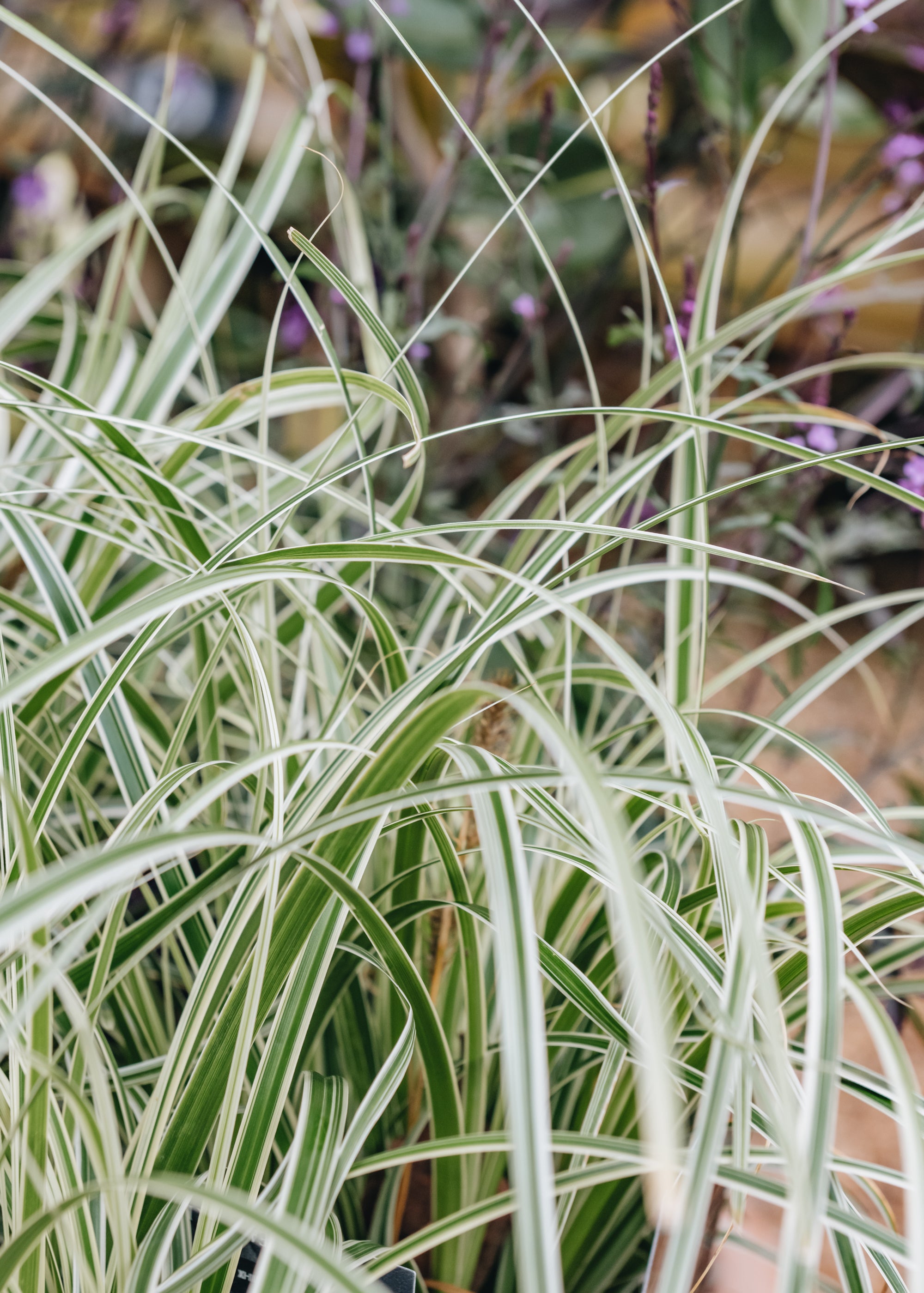 Carex Feather Falls | Burford Garden Co.