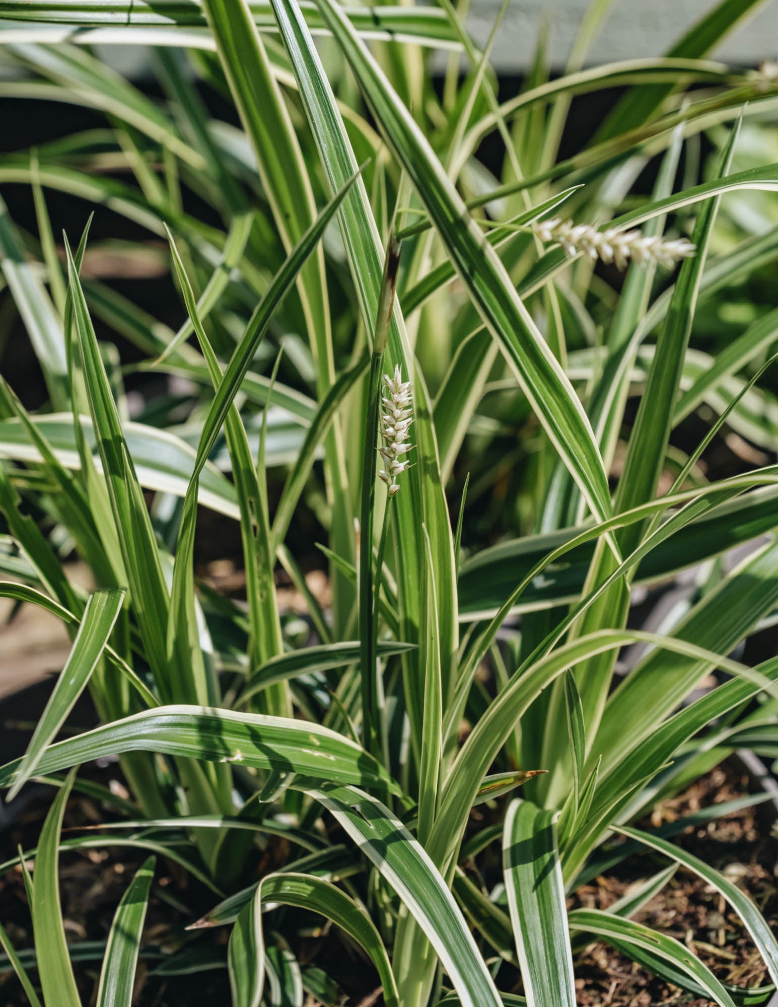 Carex Morrowii Ice Dance, 2/3L – Burford Garden Co.