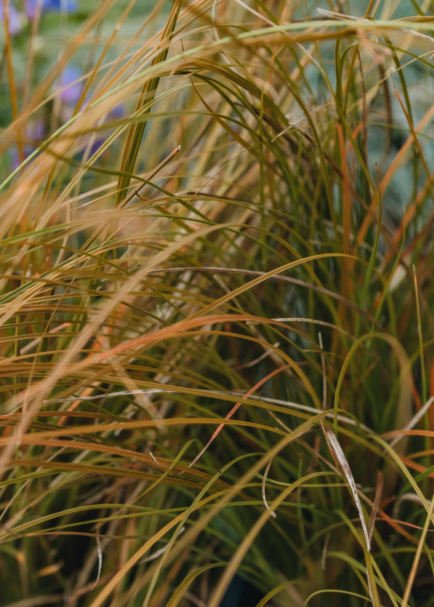 Carex testacea Prairie Fire, 2L – Burford Garden Co.